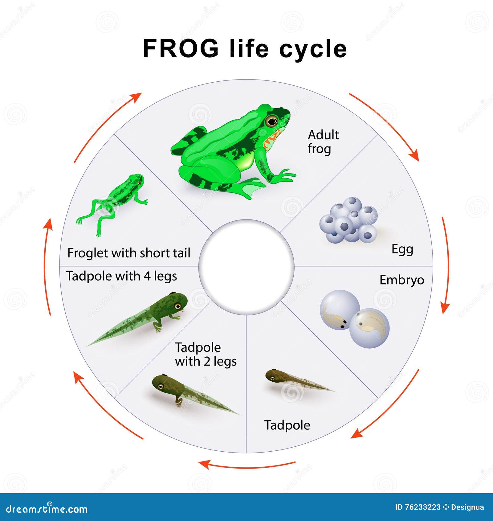 De Cyclus Van Het Kikkerleven Amfibiemetamorfose Vector Illustratie ...