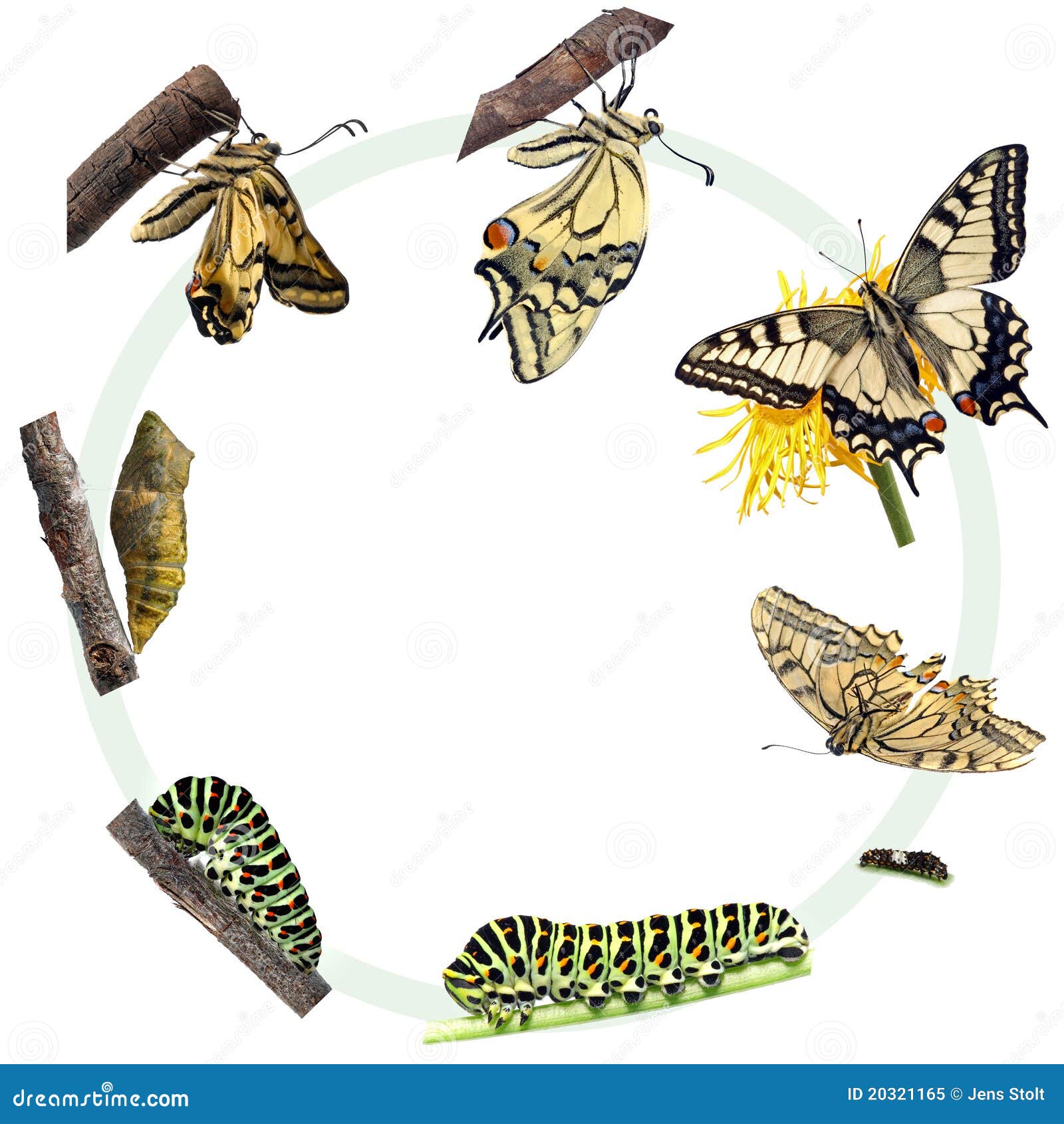 De Cyclus Van Het Leven Van De Vlinder Swallowtail Stock Illustratie ...
