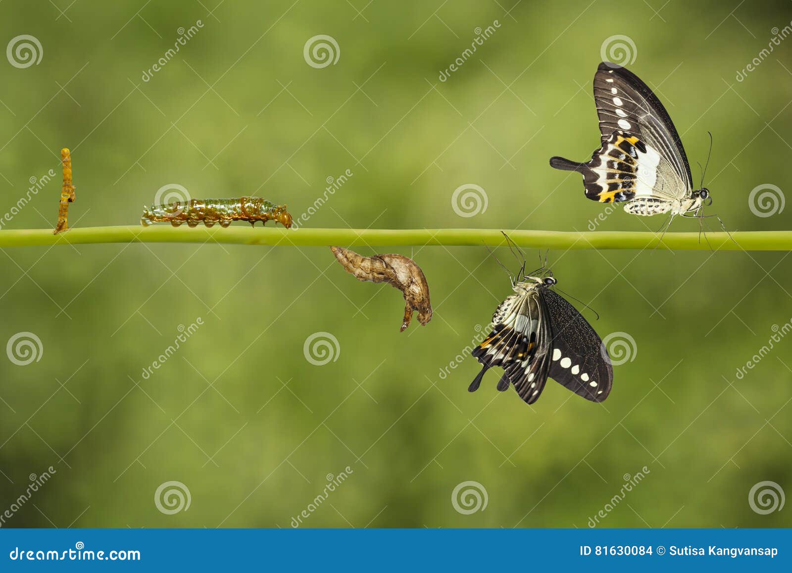 De Cyclus Van Het Transformatieleven Van Gestreepte Swallowtail Vlinder ...