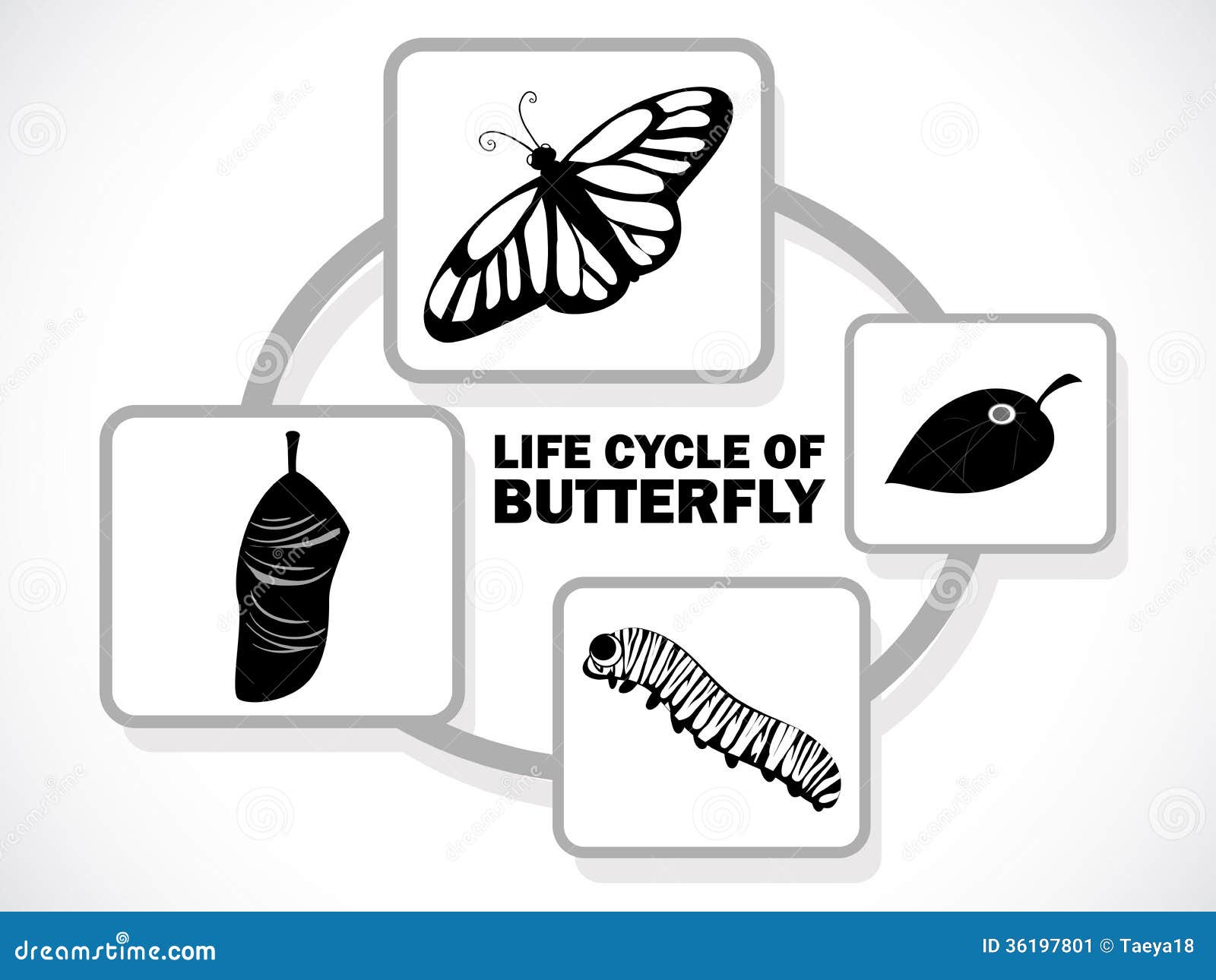 De Cyclus Van Het Vlinderleven Vector Illustratie - Illustration of ...