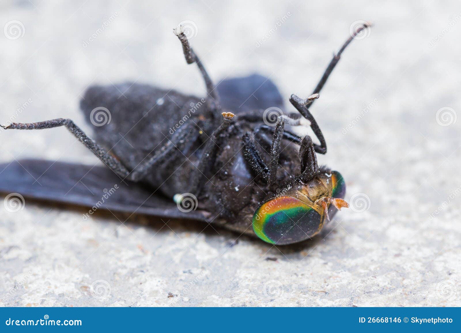 De daas is dood stock foto. Image of bijten, beet, kleurrijk - 26668146