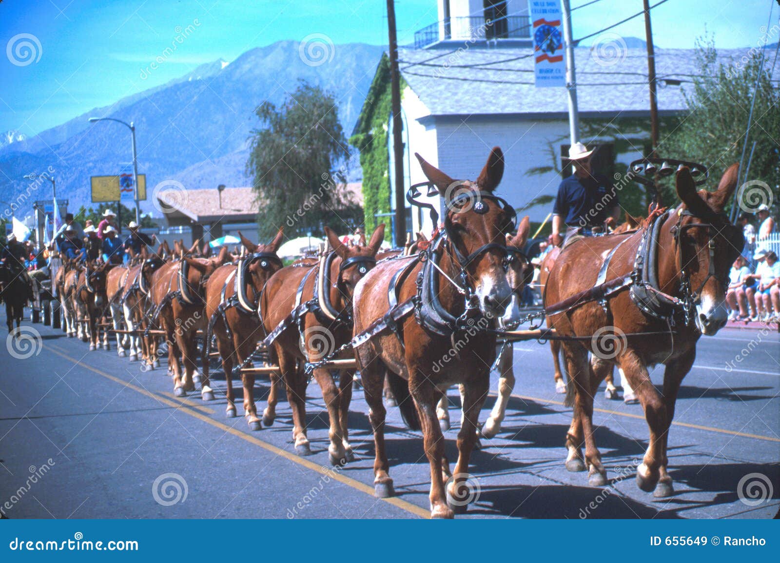 De dagen van de muilezel redactionele stock afbeelding. Image of straat ...