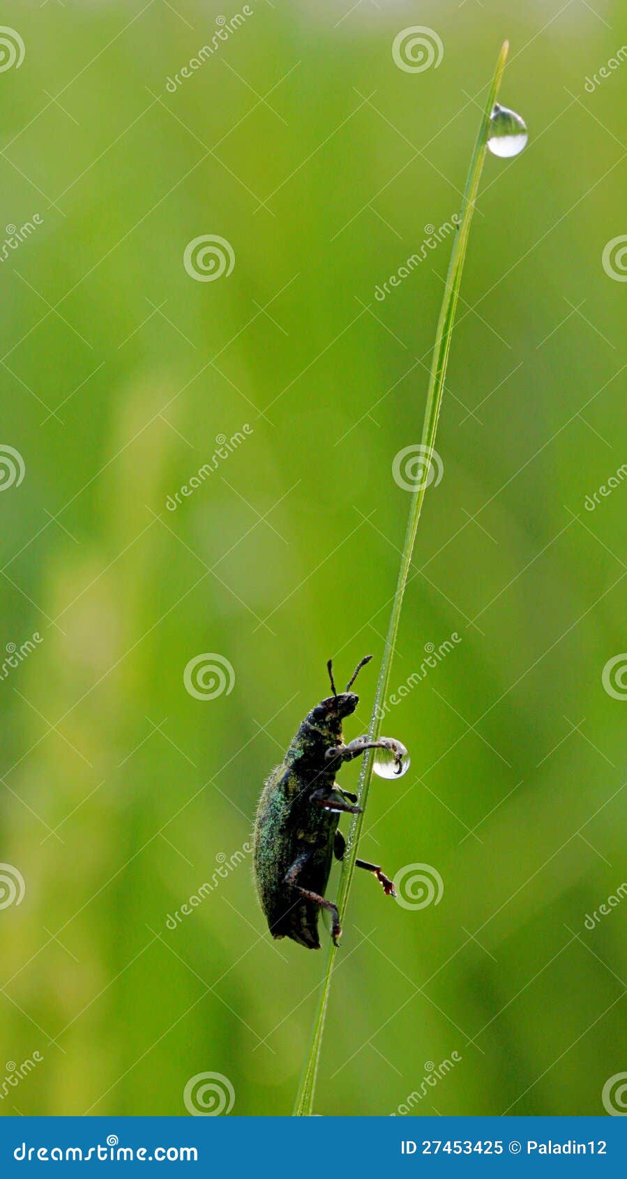 De Daling Van De Kever En Van Het Water Stock Afbeelding - Image of ...