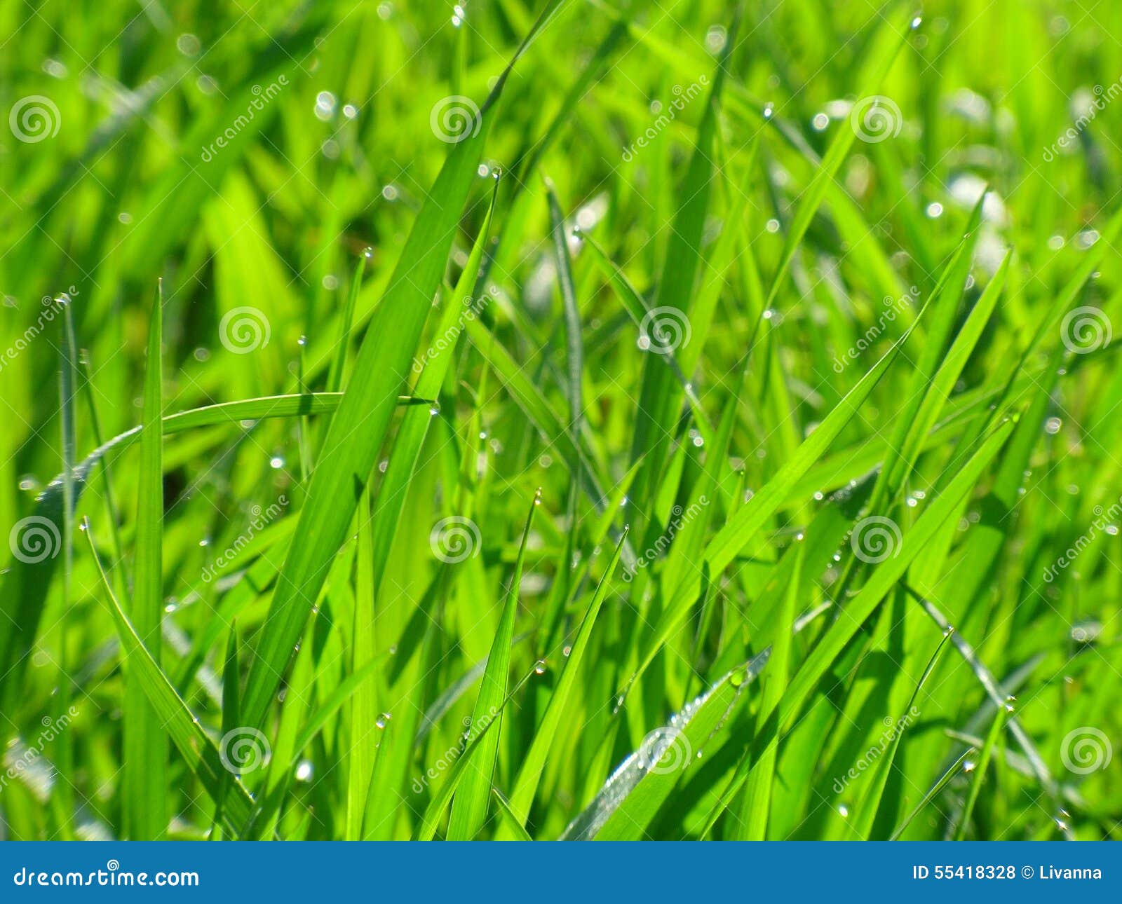 De dauw is op een gras stock foto. Image of kwesties - 55418328