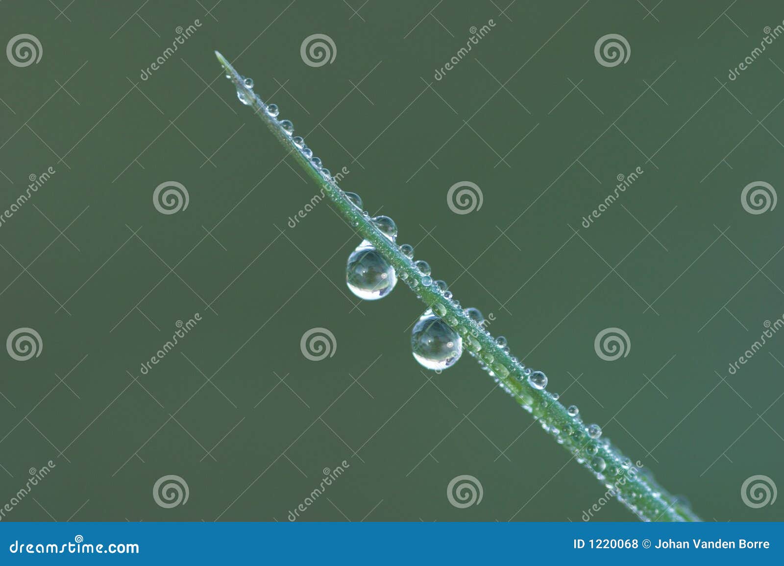 De Dauw van de ochtend stock foto. Image of nave, dalingen - 1220068