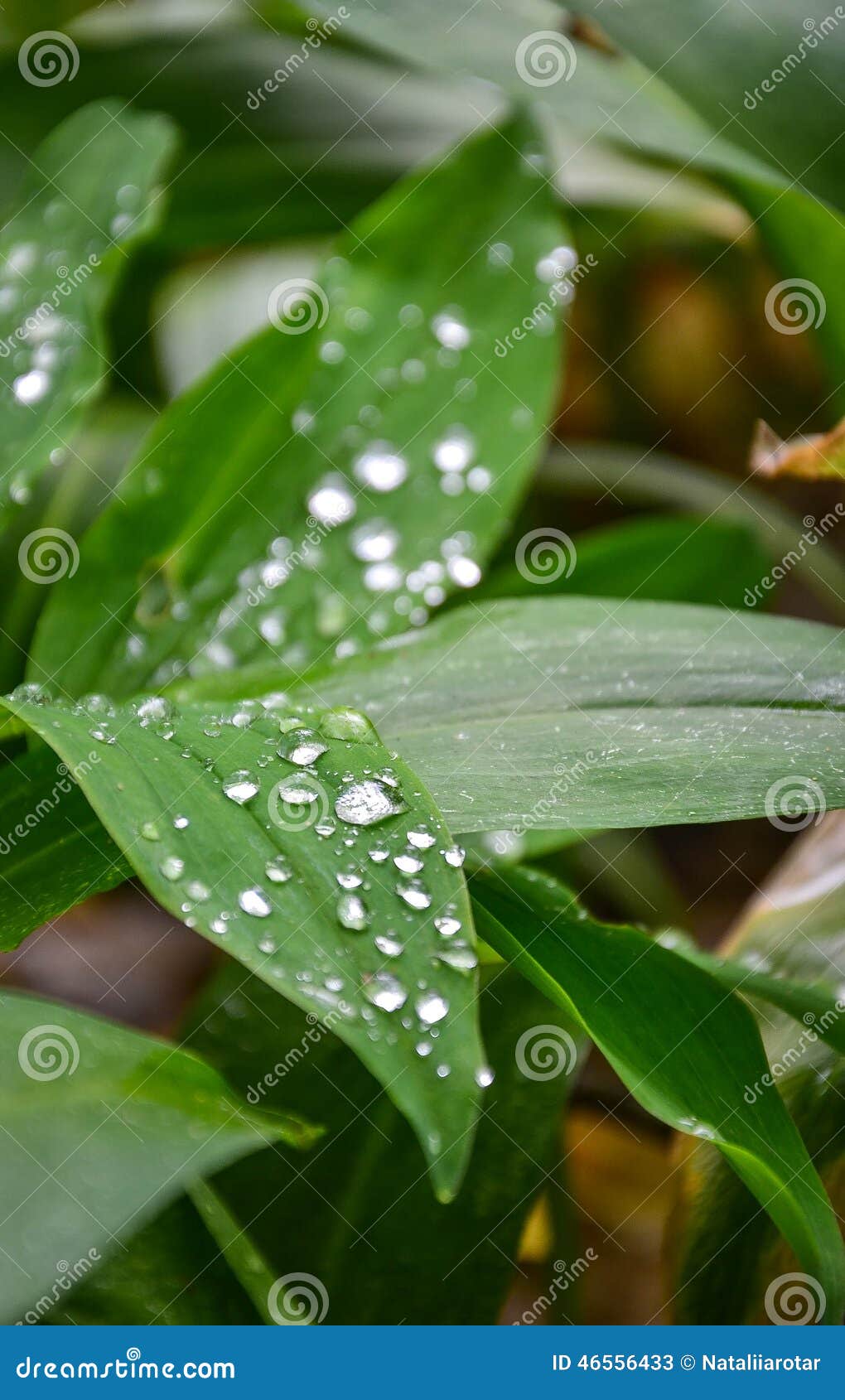 De dauw van de ochtend stock afbeelding. Image of versheid - 46556433