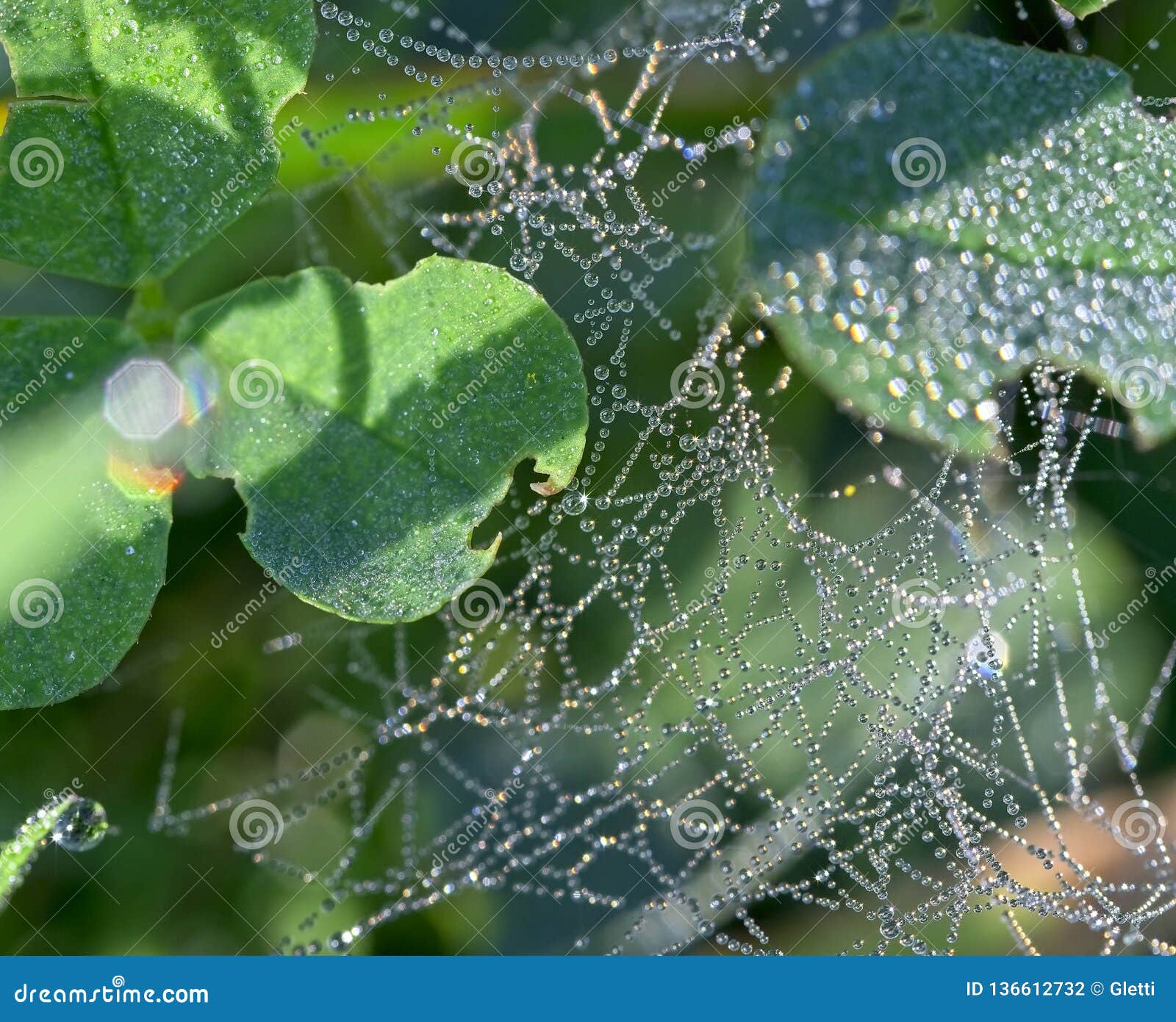 De Dauw Van De Ochtend Op Spinneweb Stock Foto - Image of schoonheid ...