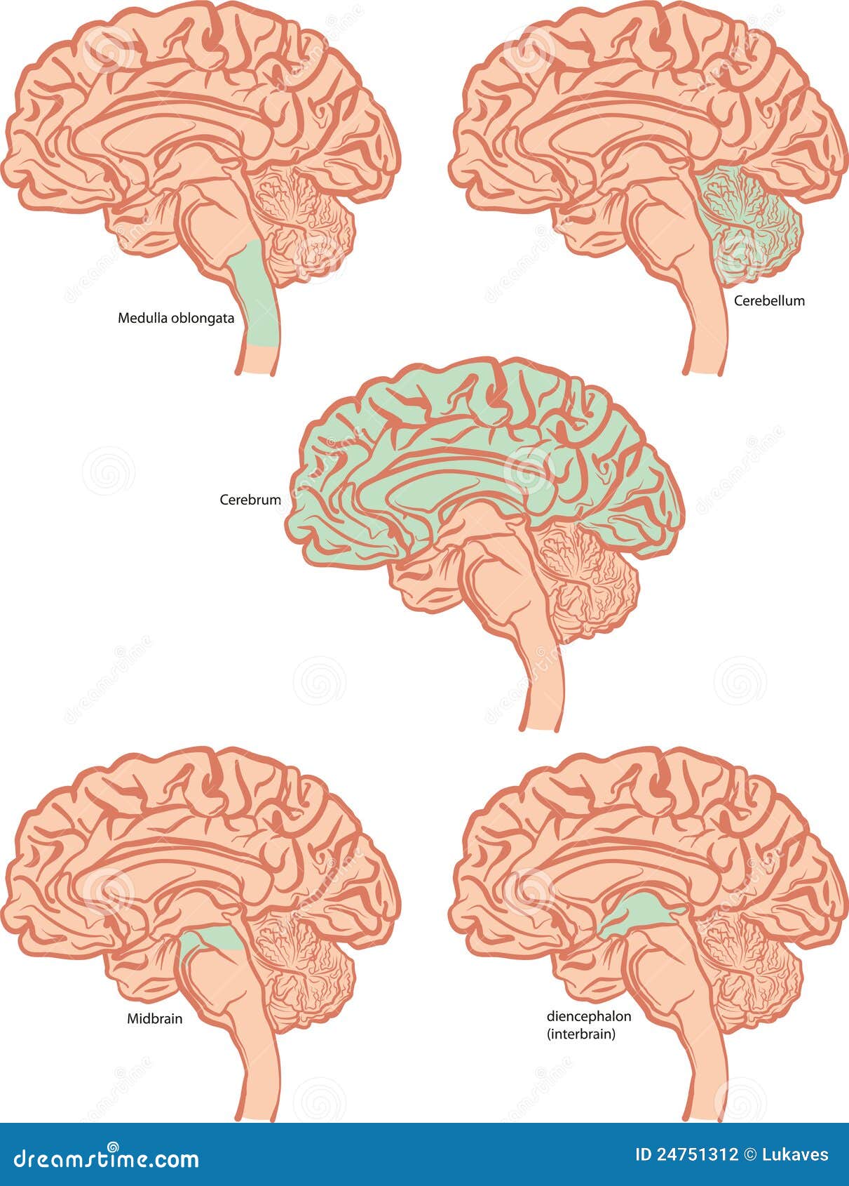 De delen van hersenen vector illustratie. Illustration of illustratie ...