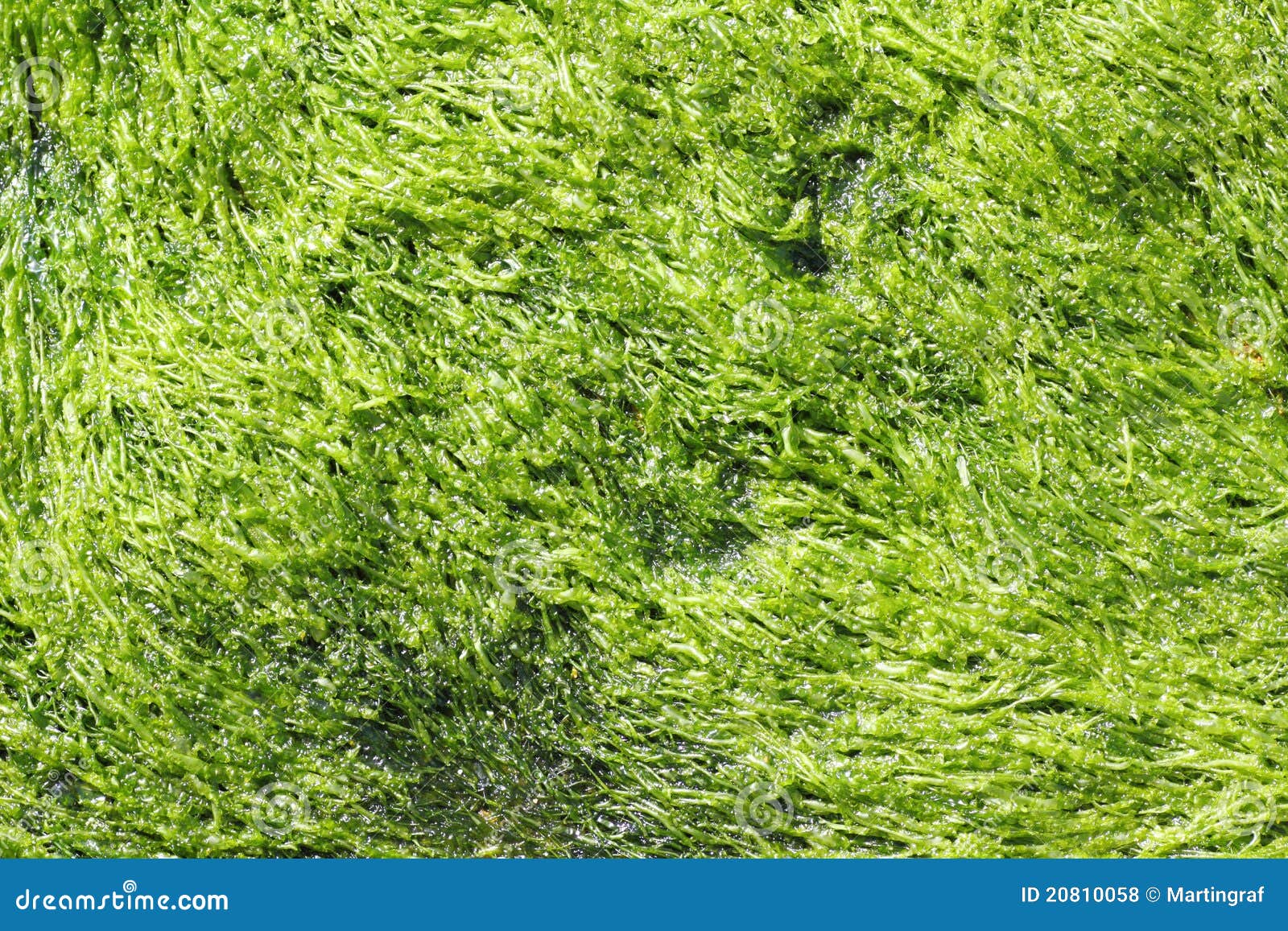 De details van het zeewier stock foto. Image of leven - 20810058