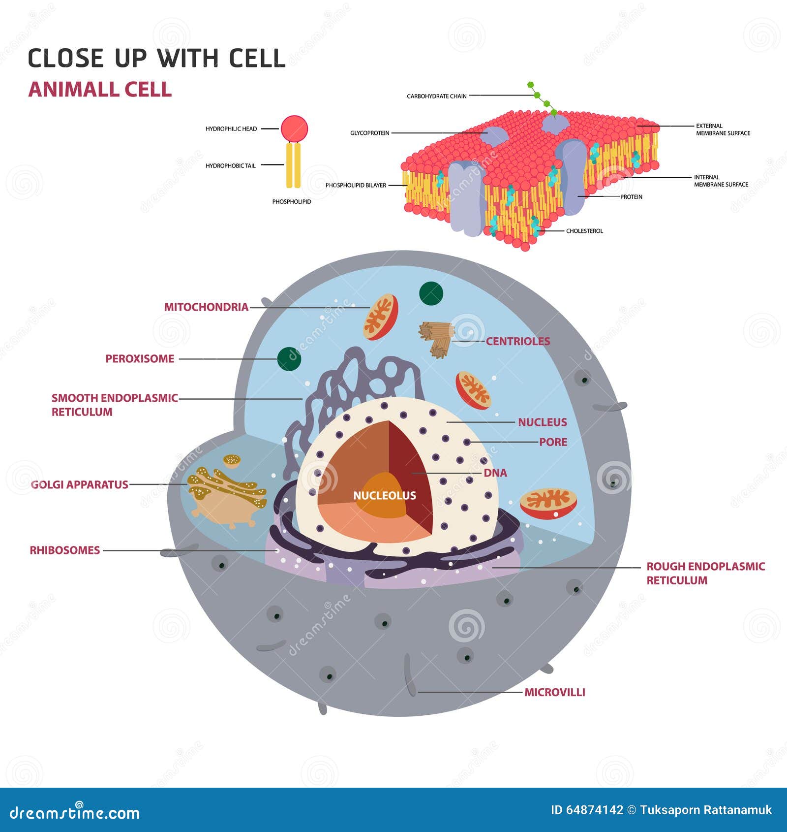 De Dierlijke Vector Van De Cel Eukaryotic Cel Vector Illustratie ...