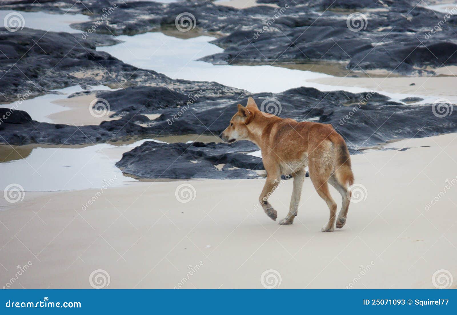 De Dingo Van Het Eiland Van Fraser Op Strand Stock Afbeelding - Image ...