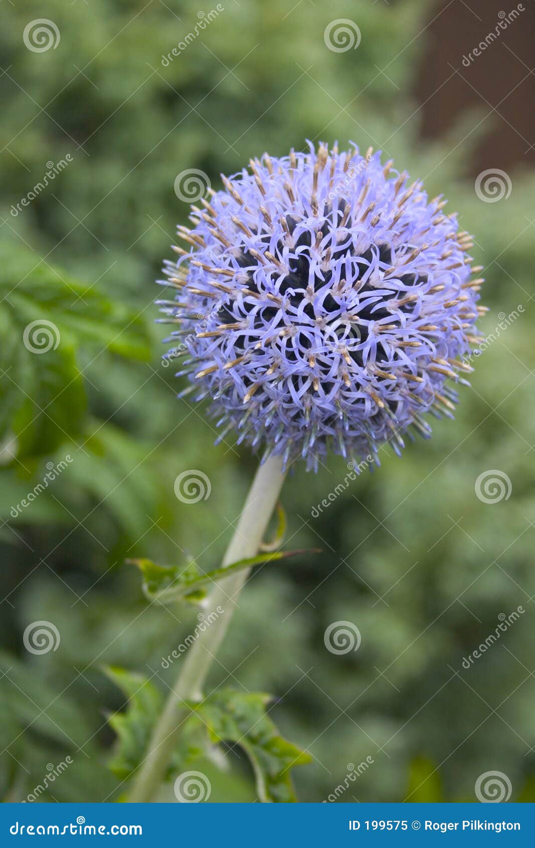 De Distel van de bol stock afbeelding. Image of bloem, bladeren - 199575