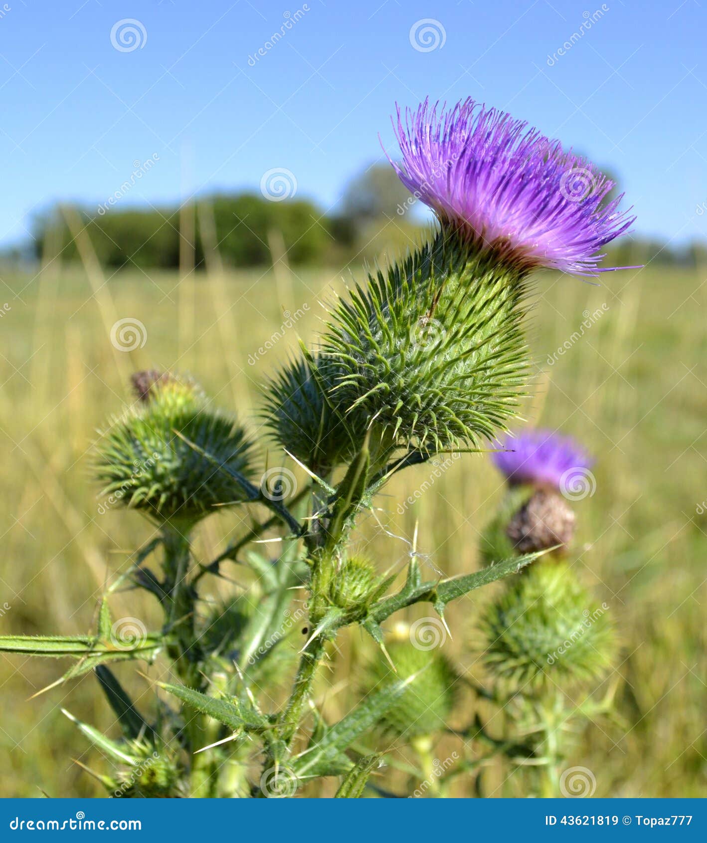 De Distel Van De Melkdistel Stock Afbeelding - Image of beeld, stekelig ...
