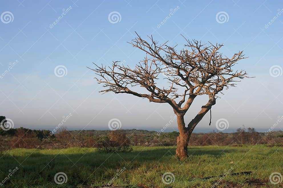 De Dode Boom Van Het Koraal Stock Afbeelding - Image of leven, boom ...