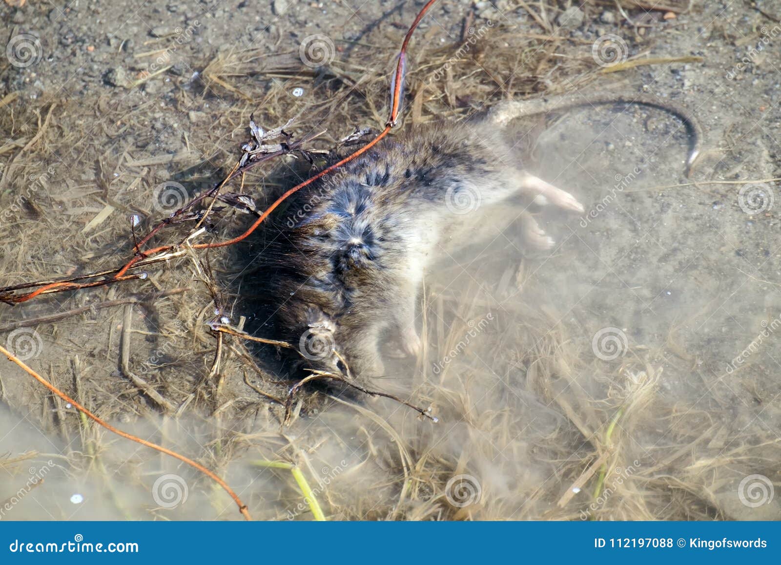 De Dode Rat Ligt in Het Water Stock Foto - Image of onder, ongedierte ...