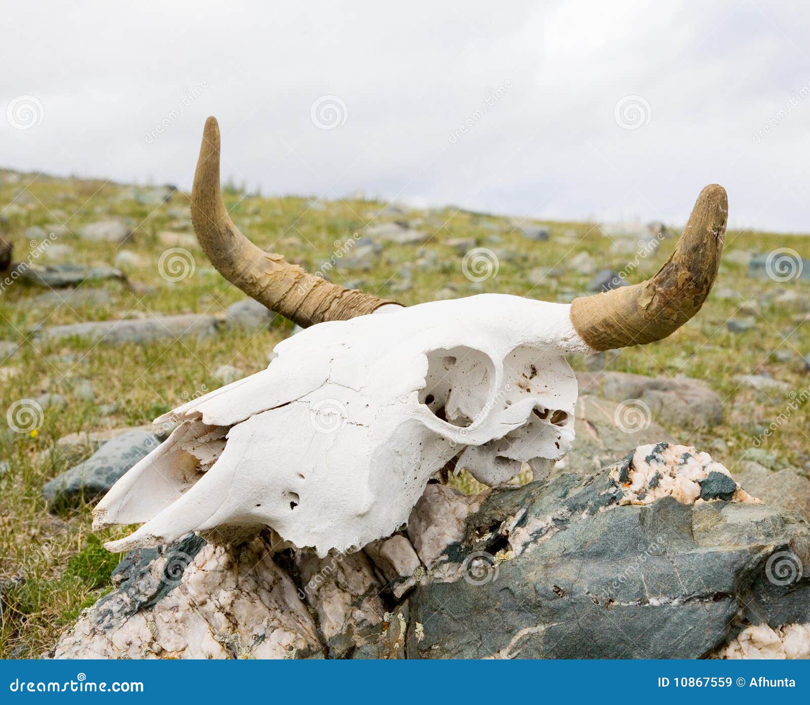 De Dode Stier Van De Schedel Stock Afbeelding - Image of gehoornd, been ...