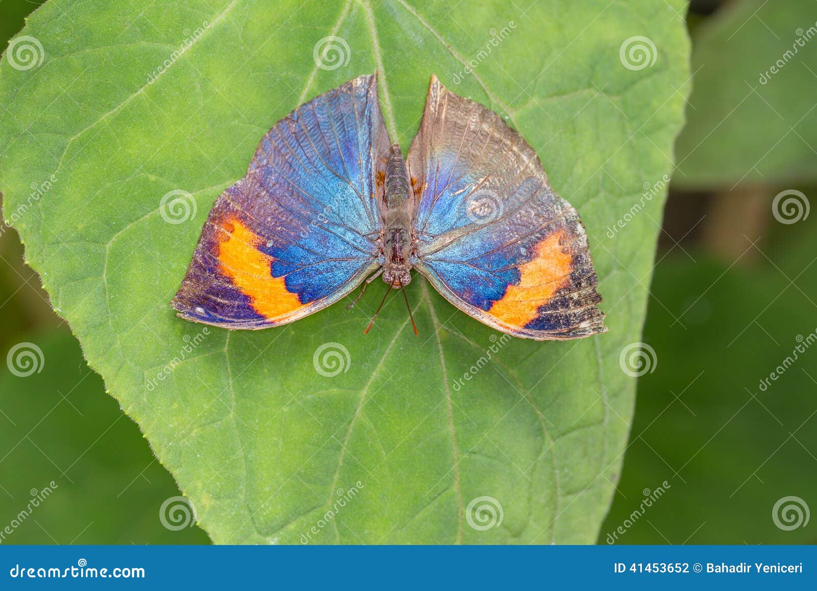 De Dode Vlinder Van Het Blad Stock Foto - Image of bloemblaadje, ogen ...