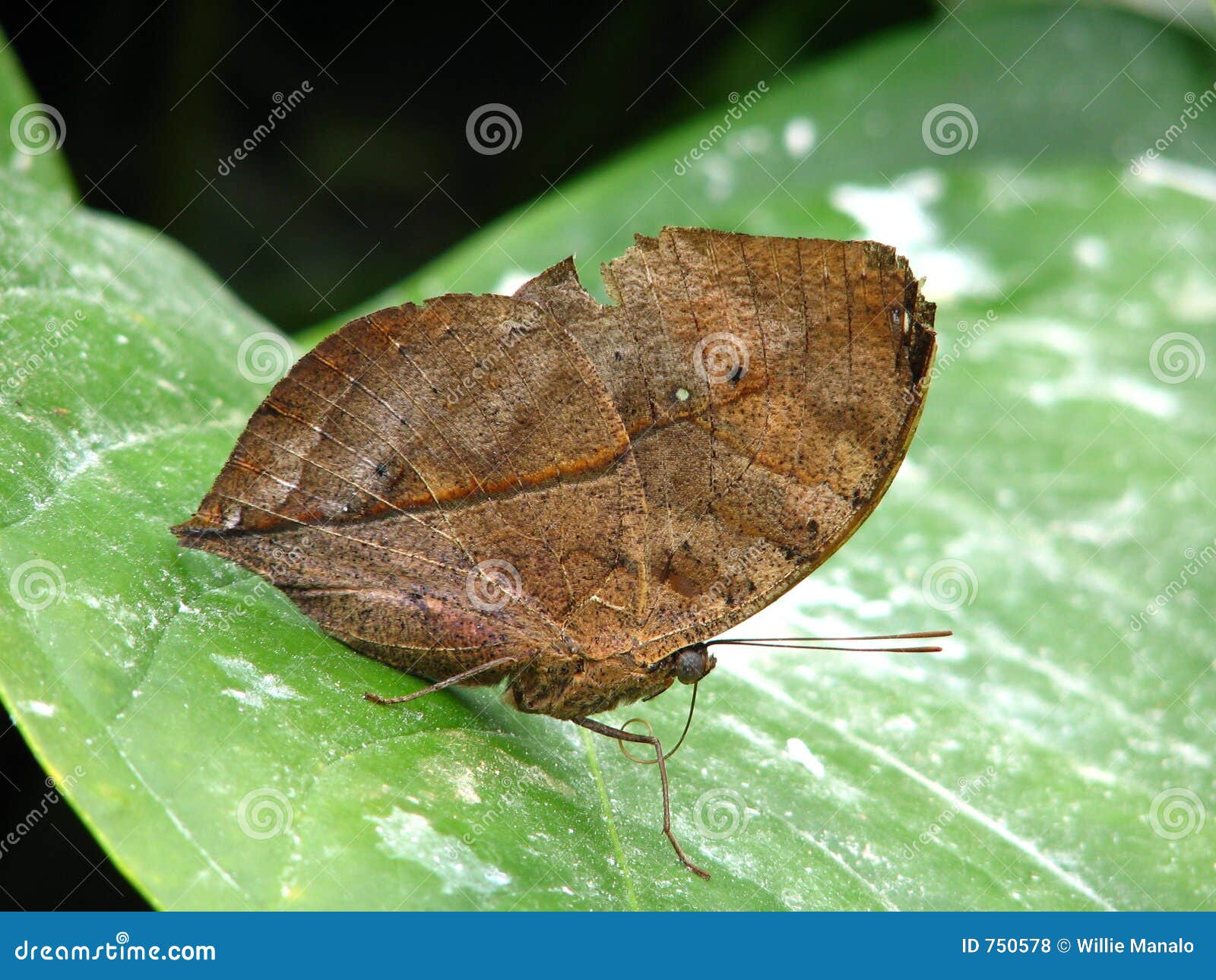 De Dode Vlinder Van Het Blad Stock Foto - Image of blad, vlinders: 750578