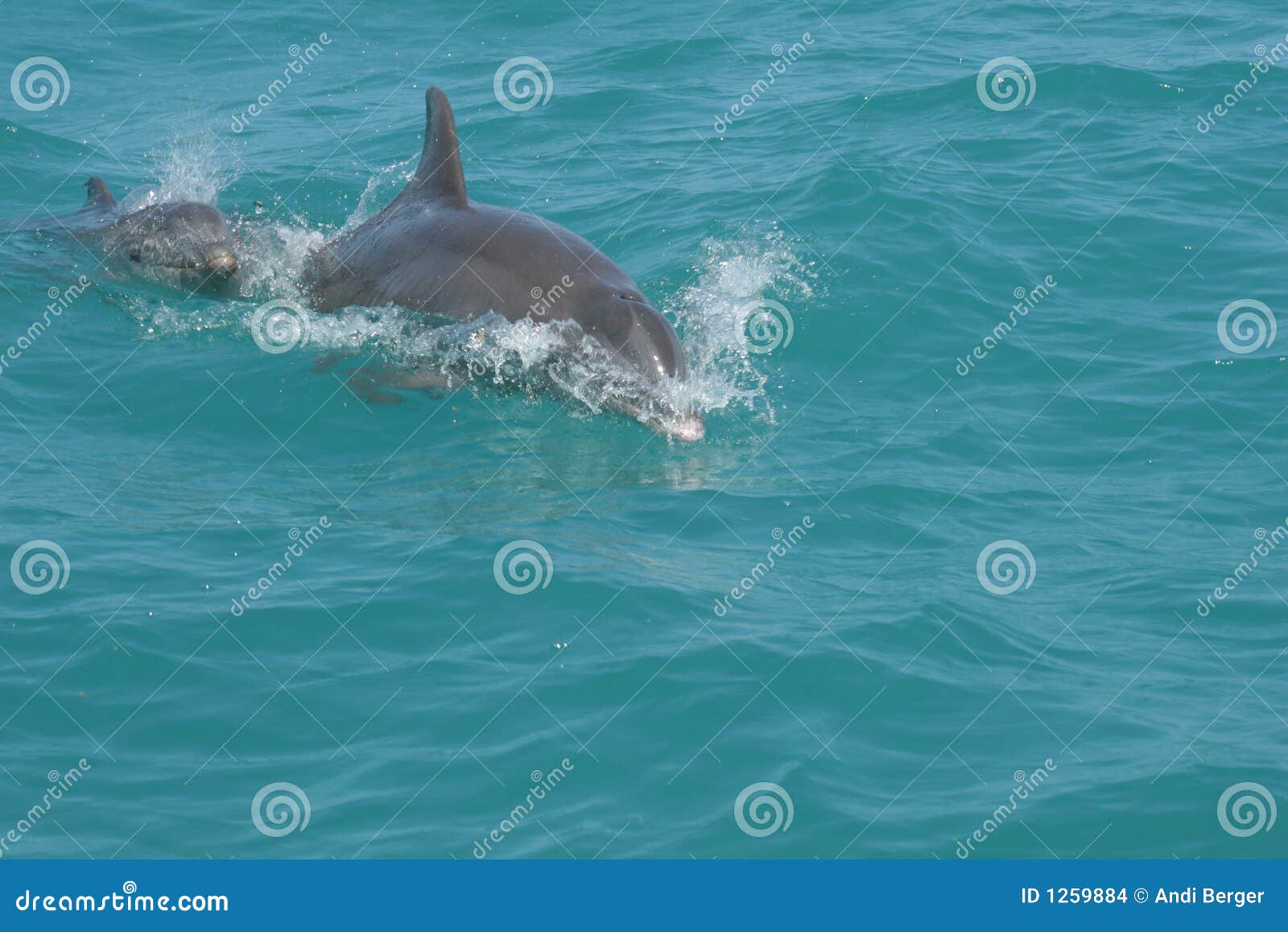 De Dolfijn & De Baby Van De Bruinvis Stock Foto - Image of golven, nave ...