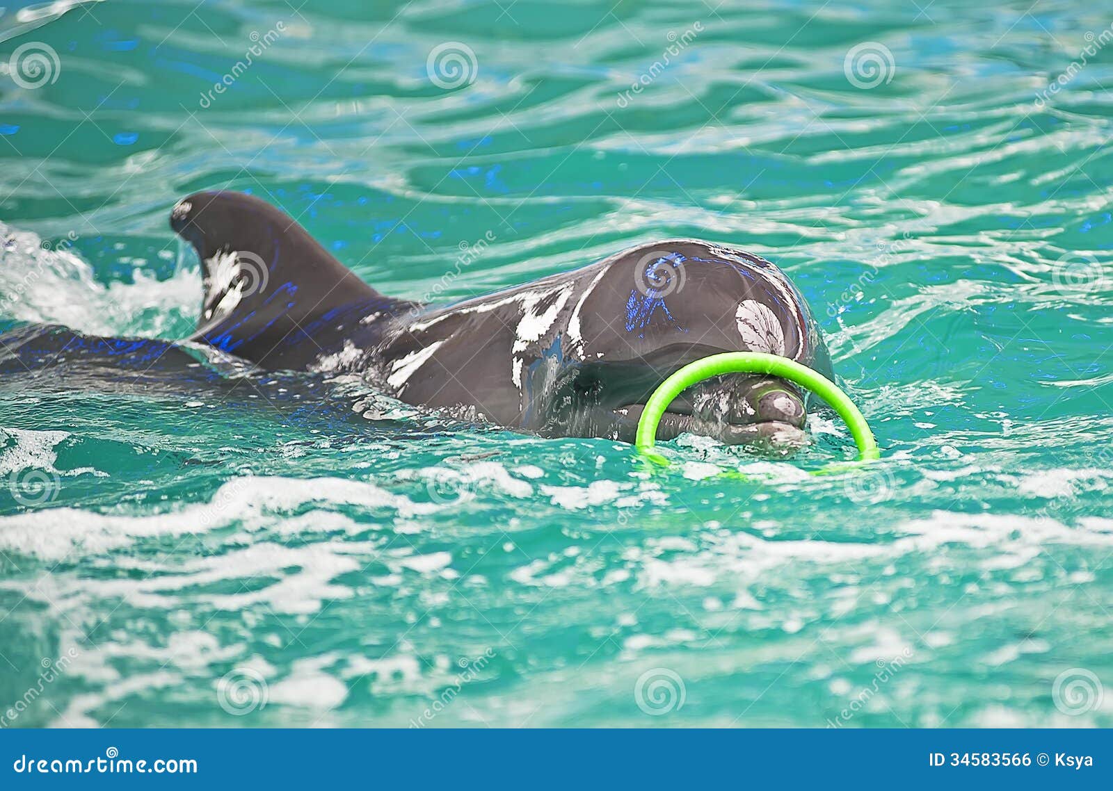 De Dolfijn Heeft Een Groene Ring Stock Foto - Image of onderwater, blij ...