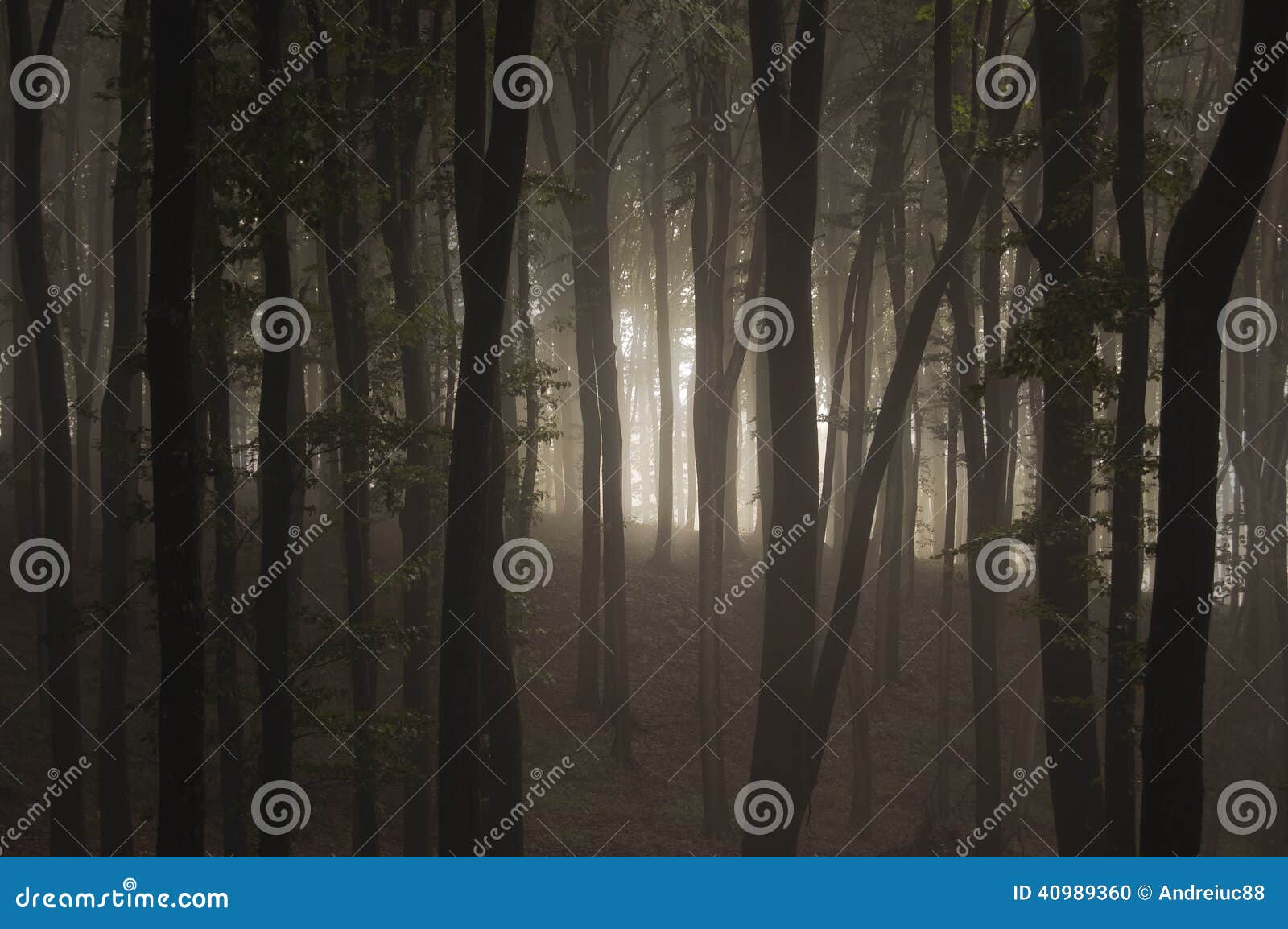 De Donkere Bomen Van De Misttrog in Bos Stock Foto - Image of ...