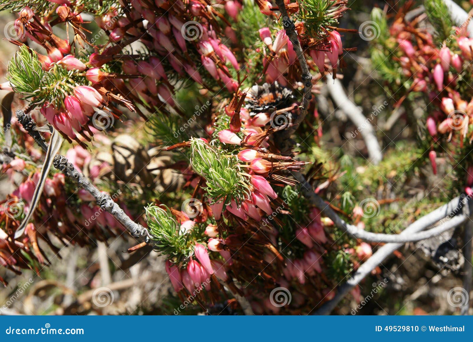 De Dopheide Van Plukenet, Erica Plukenetii Stock Foto - Image of naald ...