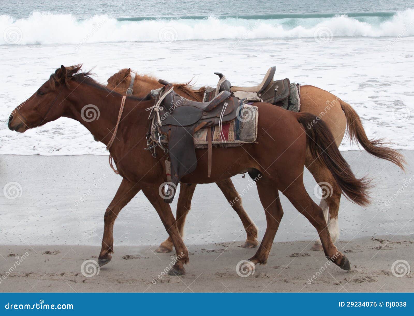 De draf van het paard stock foto. Image of nave, schoonheid - 29234076