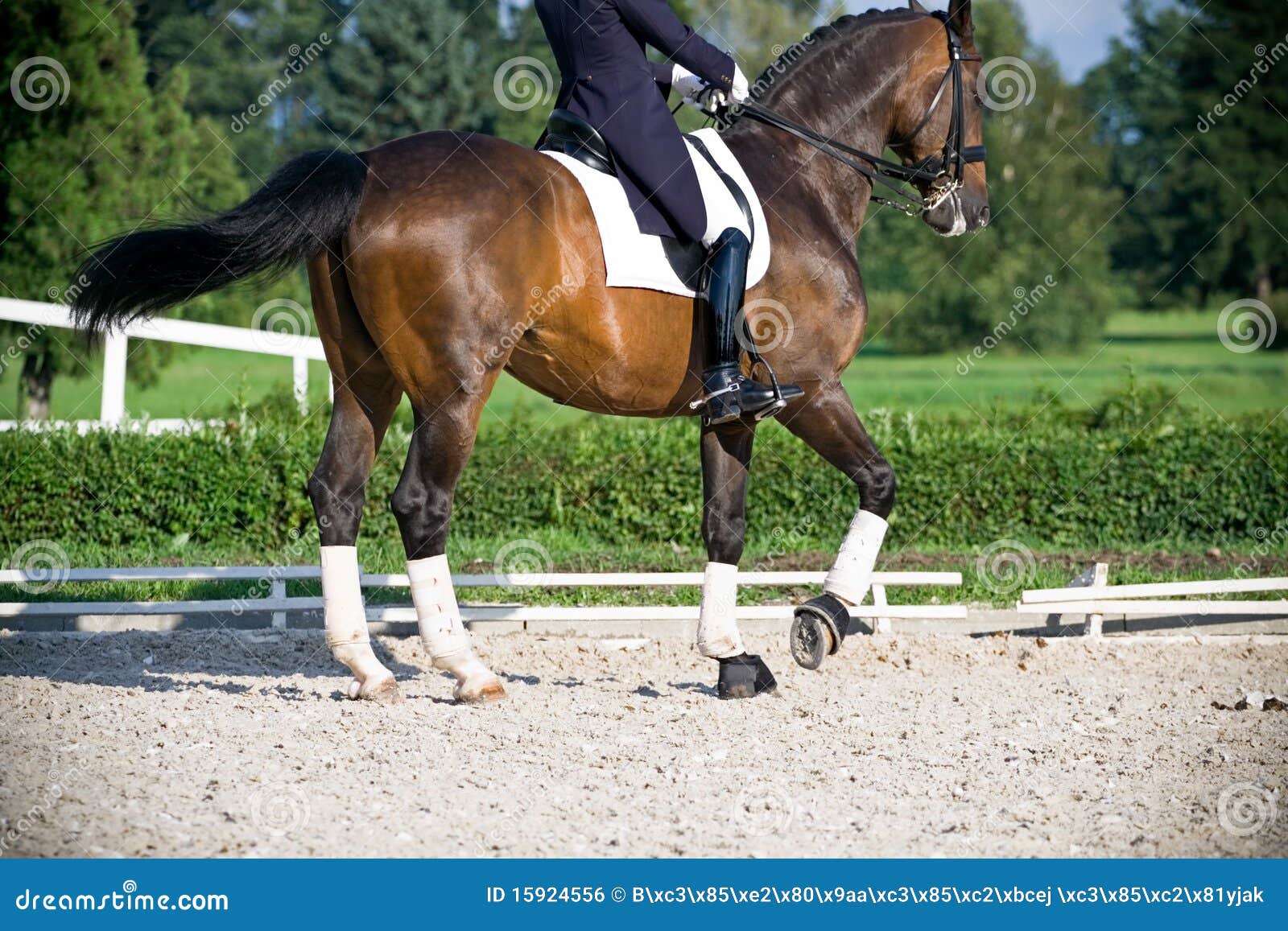 De dressuur van het paard stock foto. Image of concurrentie - 15924556