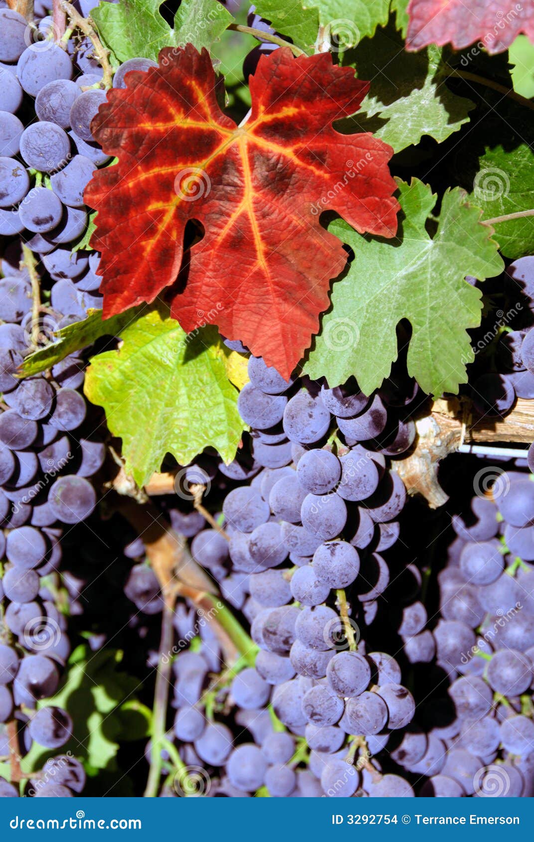De Druiven Van De Rode Wijn Stock Foto - Image of daling, variëteits ...