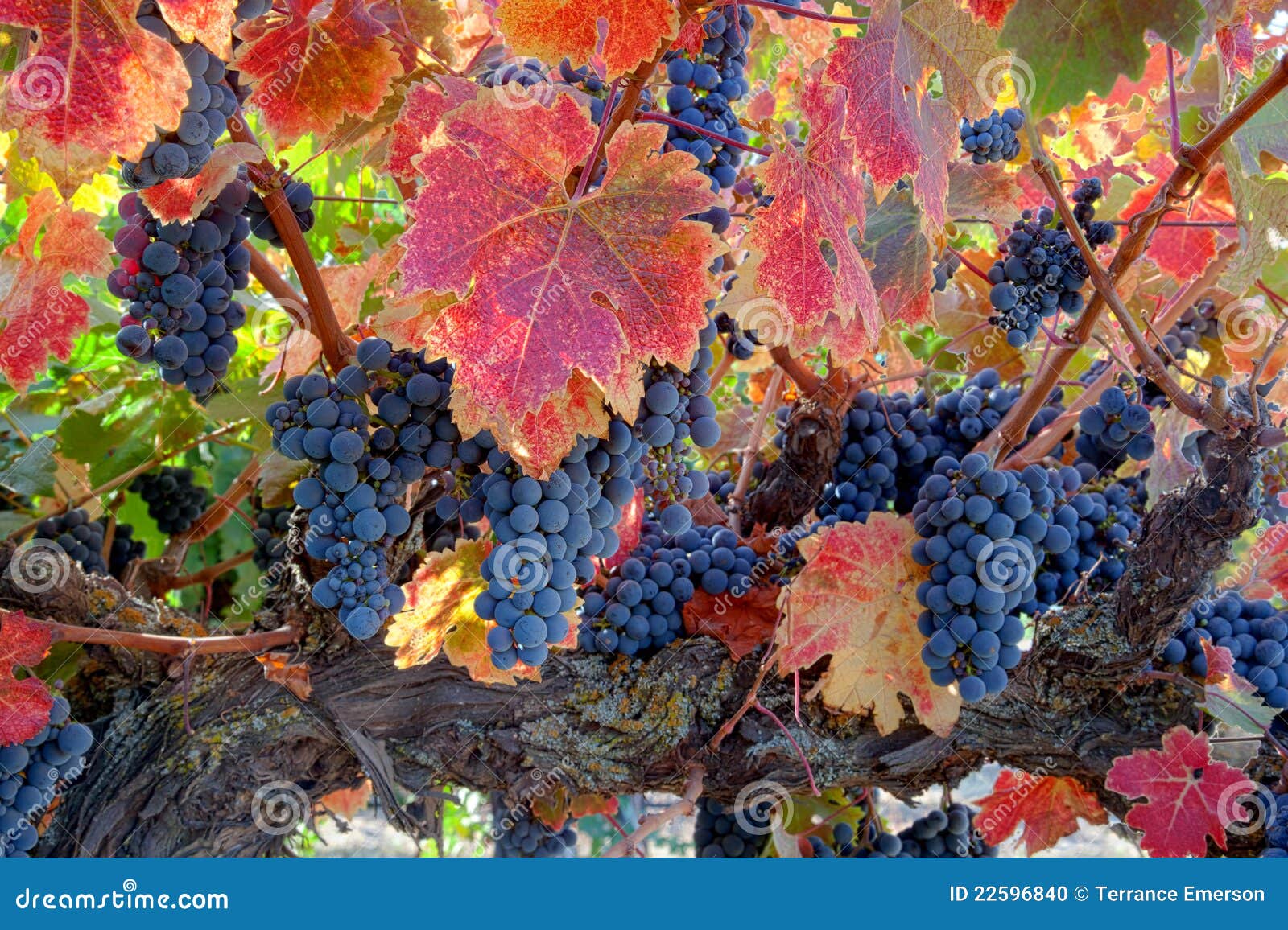De Druiven Van De Rode Wijn Op Wijnstok Stock Foto - Image of druif ...