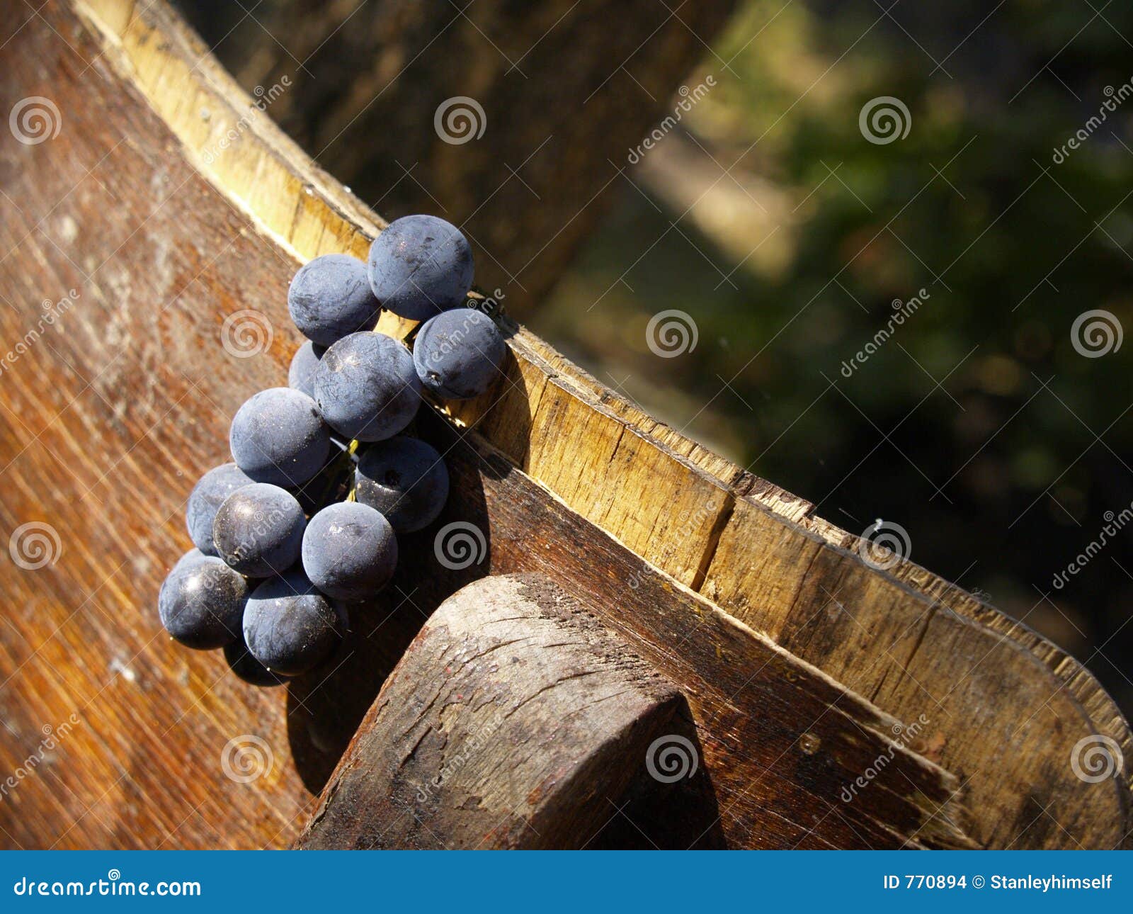 De druiven van de wijnstok stock foto. Image of vrucht - 770894