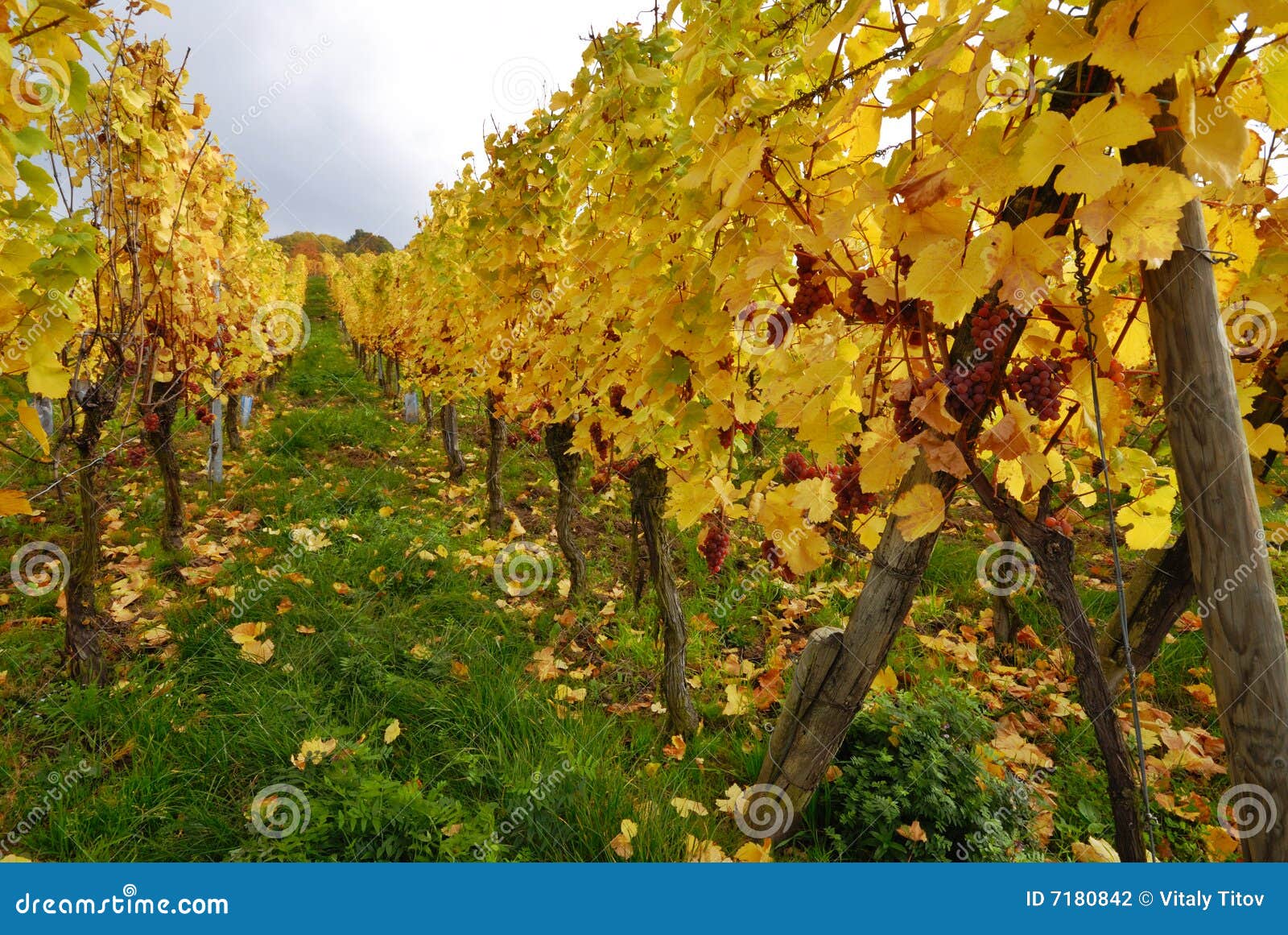 De Druiven Van Rode Druiven Stock Foto - Image of rijp, wijnstok: 7180842