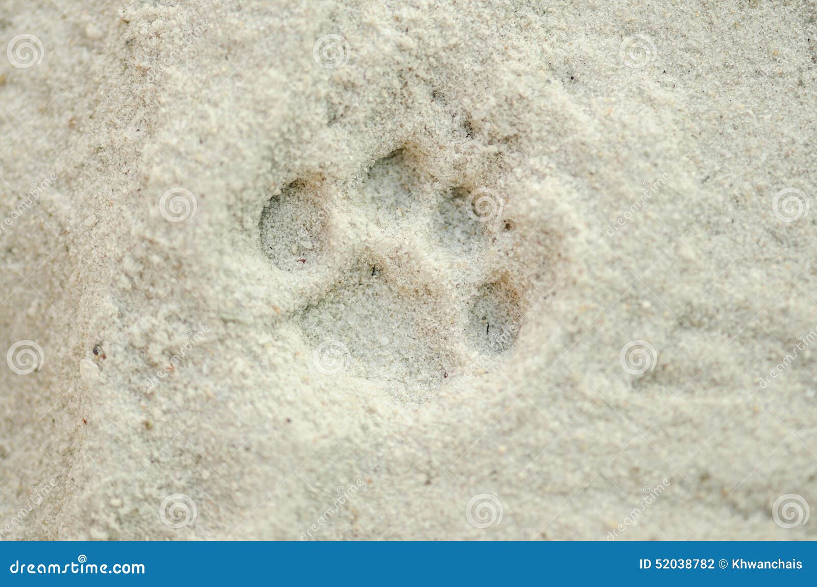 De Drukken Van De Kattenpoot in Het Zand Stock Foto - Image of poot ...