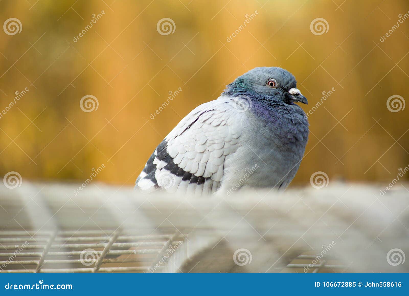 De duif stock afbeelding. Image of achtergrond, grijs - 106672885