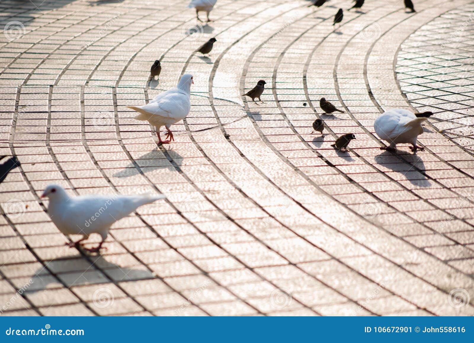De duif stock afbeelding. Image of ketting, schoonheid - 106672901