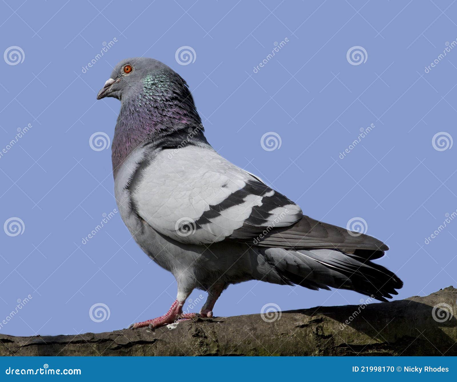 De Duif of De Duif Van De Rots Stock Foto - Image of zwart, dieren ...