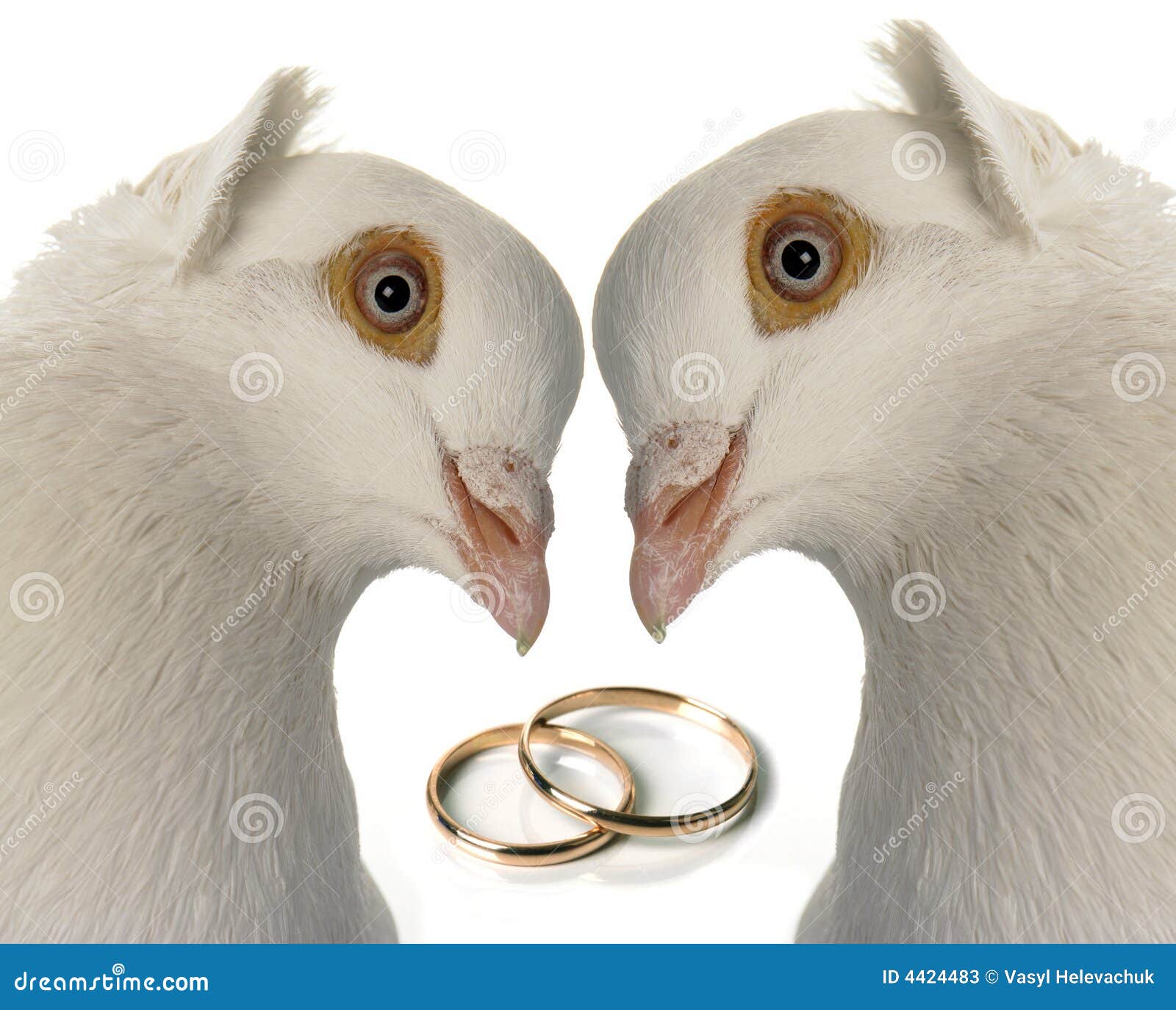 De duif van het huwelijk stock afbeelding. Image of juwelen - 4424483