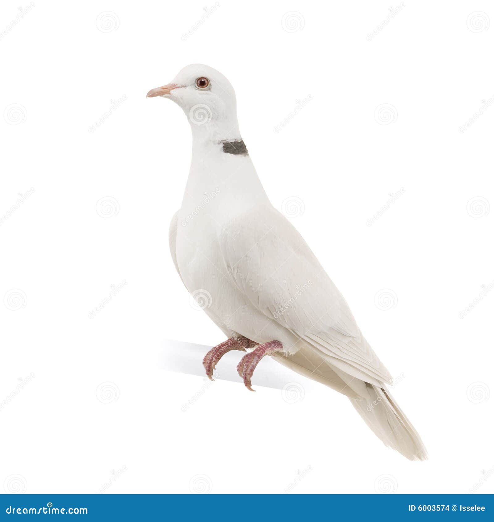 De Duif van Ringneck stock foto. Image of duif, schot - 6003574