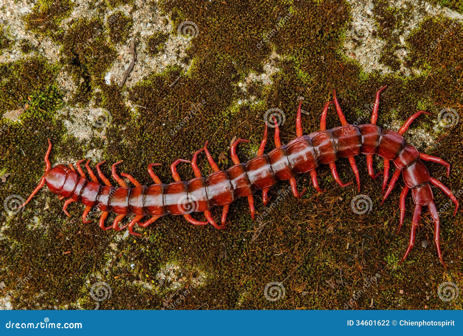 De duizendpoot stock foto. Image of gevaarlijk, vrees - 34601622
