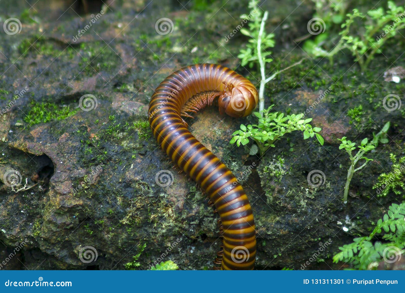 De Duizendpoot is Op Een Rots Met Behandeld Mos Stock Afbeelding ...