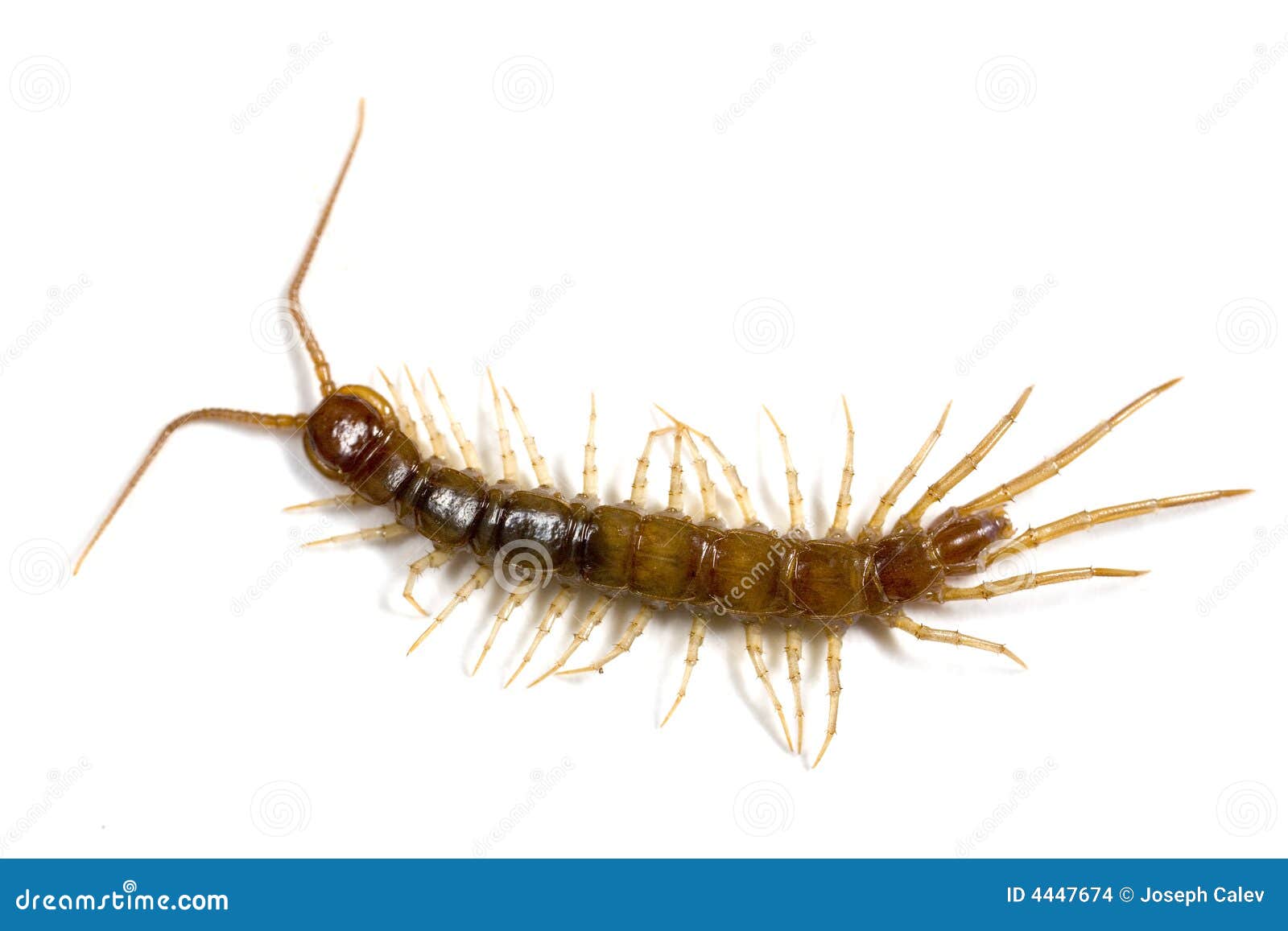 De duizendpoot van de tuin stock foto. Image of lichaam - 4447674