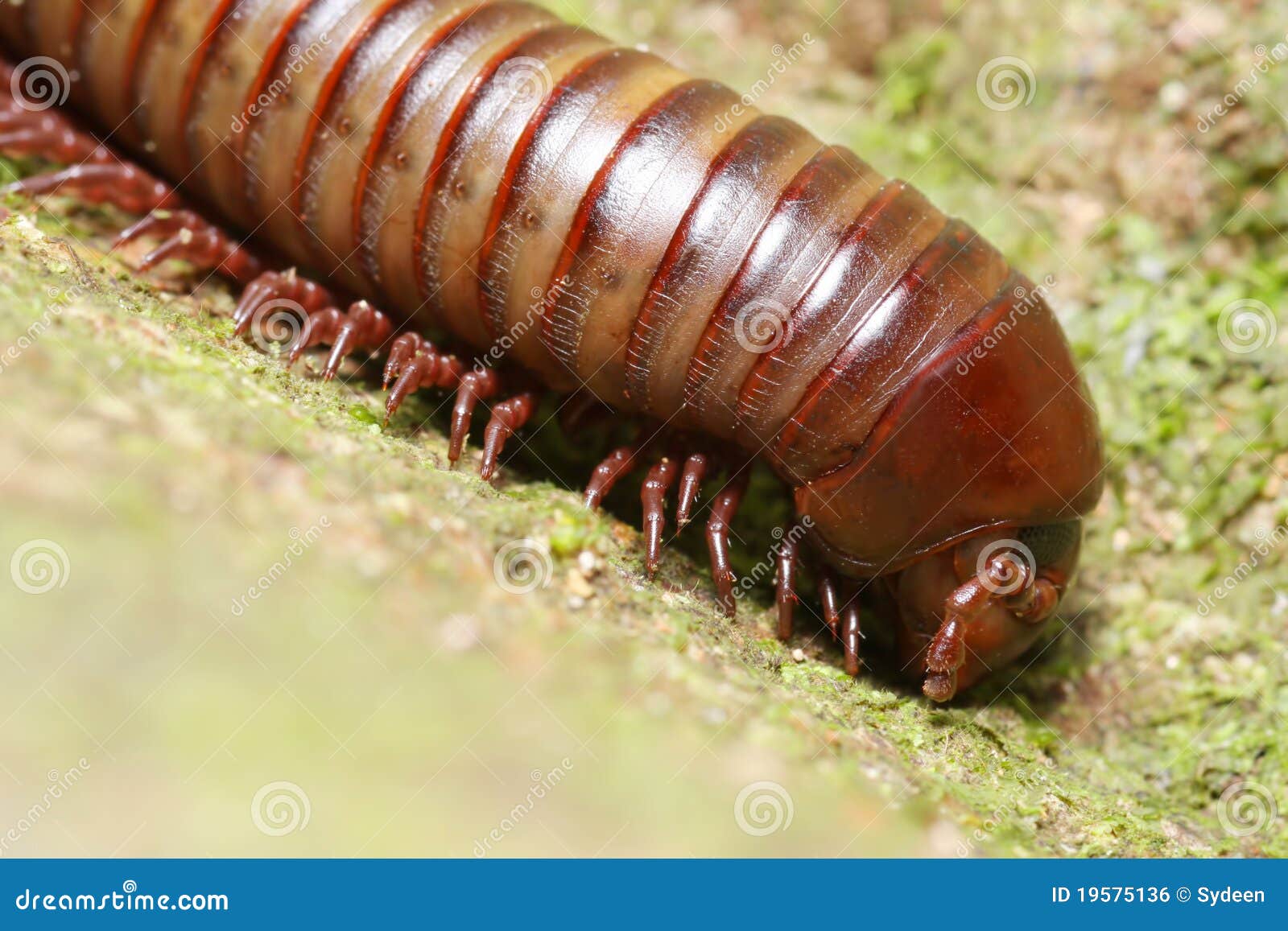 De duizendpoot van Tropica stock foto. Image of geleedpotige - 19575136