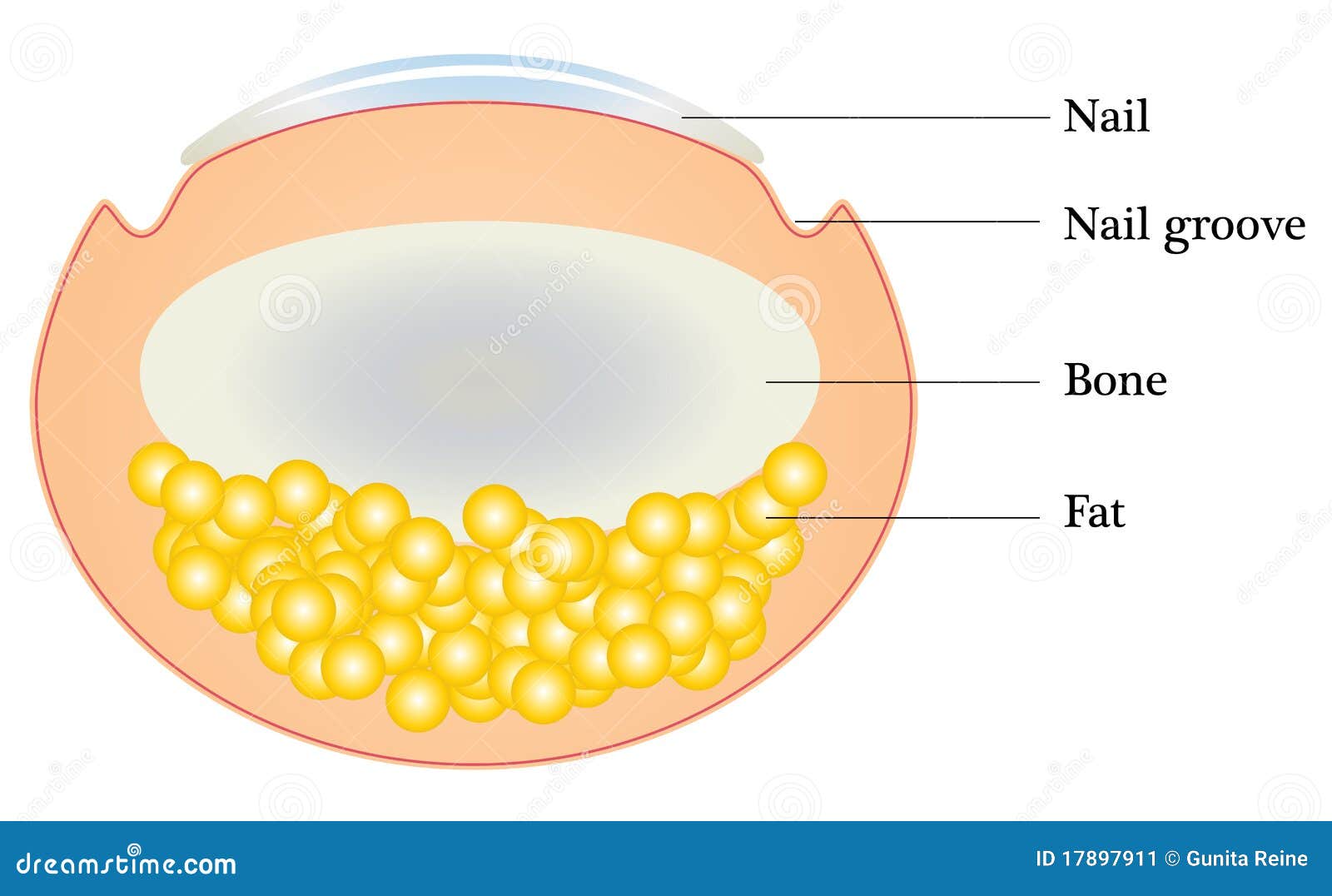 De Dwarsdoorsnede Van De Vinger Vector Illustratie - Illustration of ...