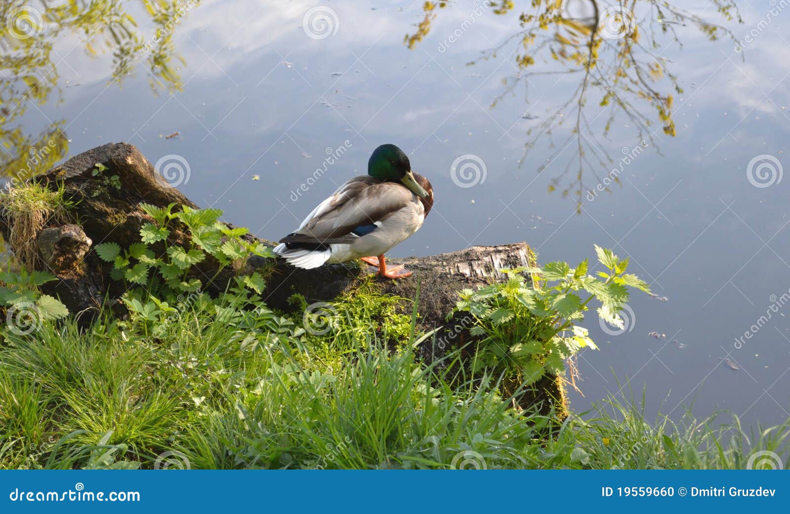 De Eend Picture. Image: 19559660