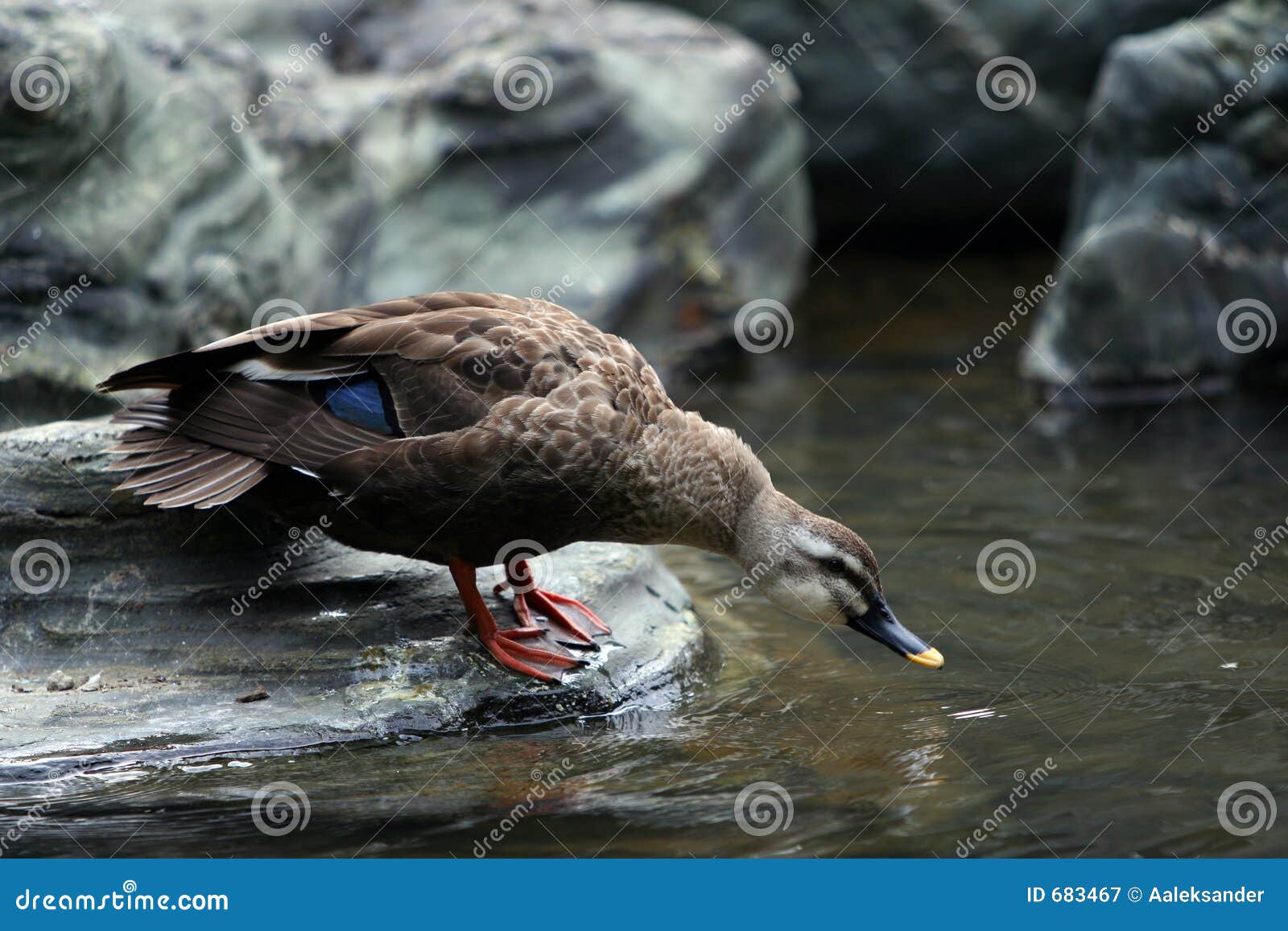 De eend stock afbeelding. Image of diner, groen, bruin - 683467