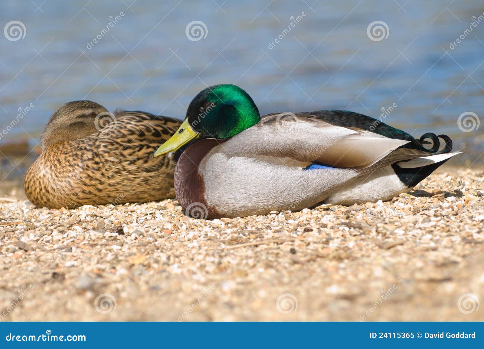 De Eend En De Mannetjeseend Van De Wilde Eend. Stock Afbeelding - Image ...