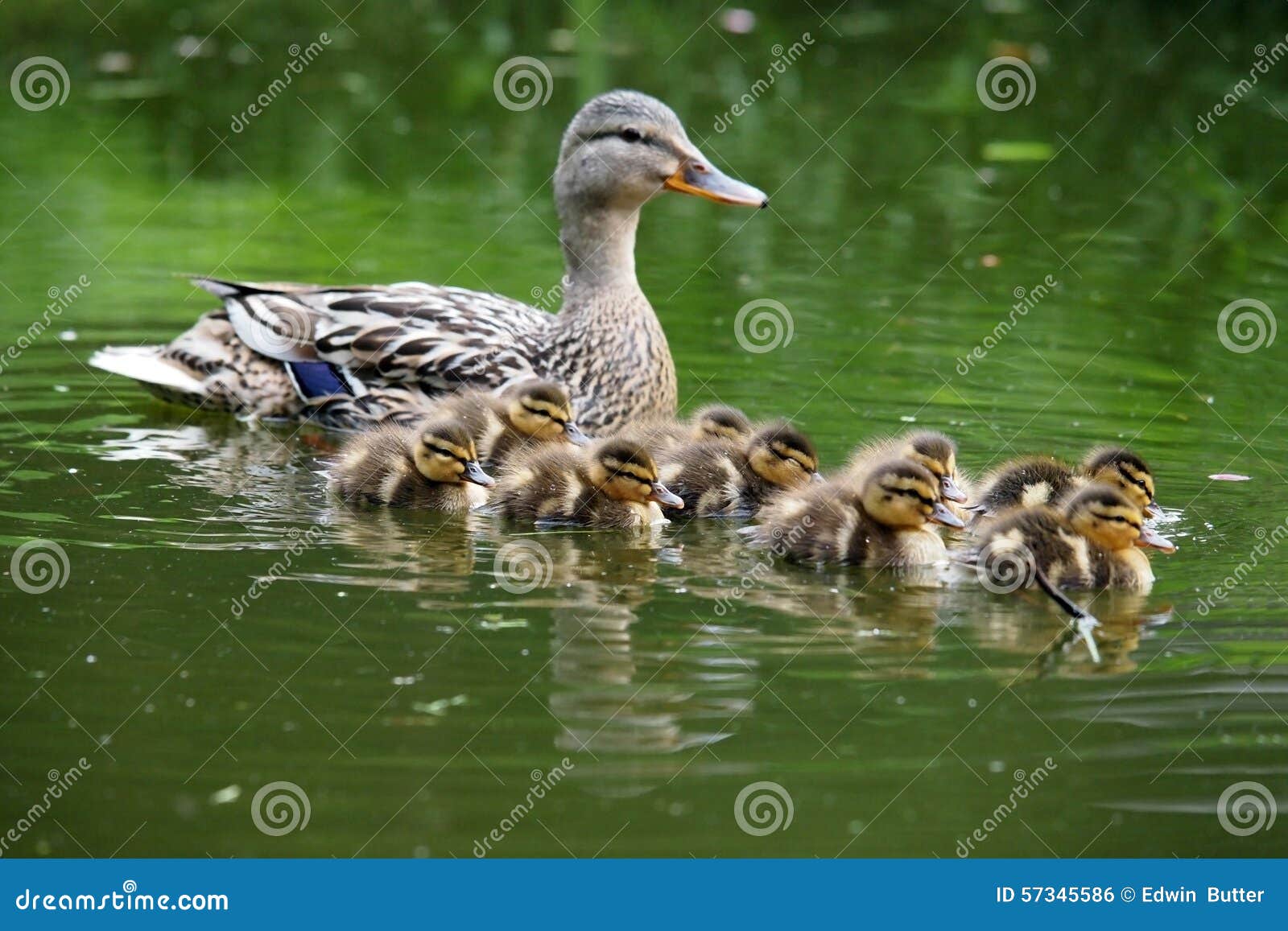 De Eend Van De Moeder Met Haar Eendjes Stock Foto - Image of rivier ...