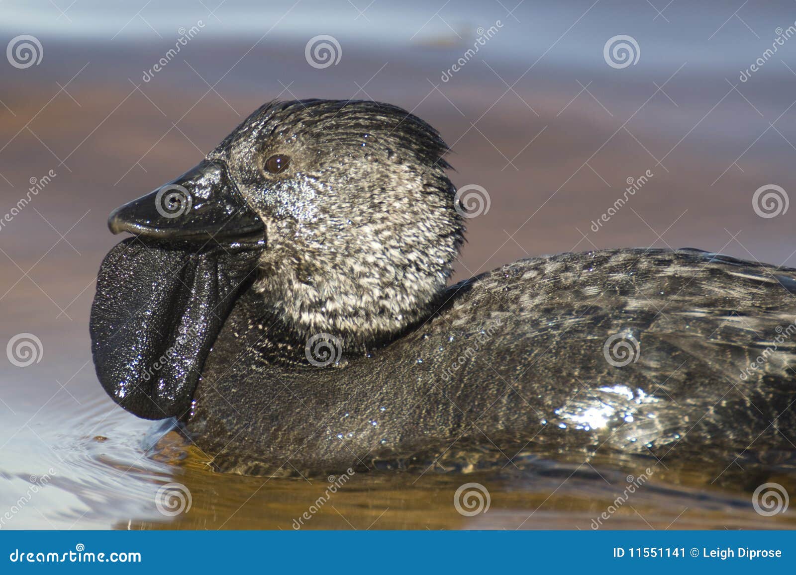 De Eend van de muskus stock afbeelding. Image of vogel - 11551141