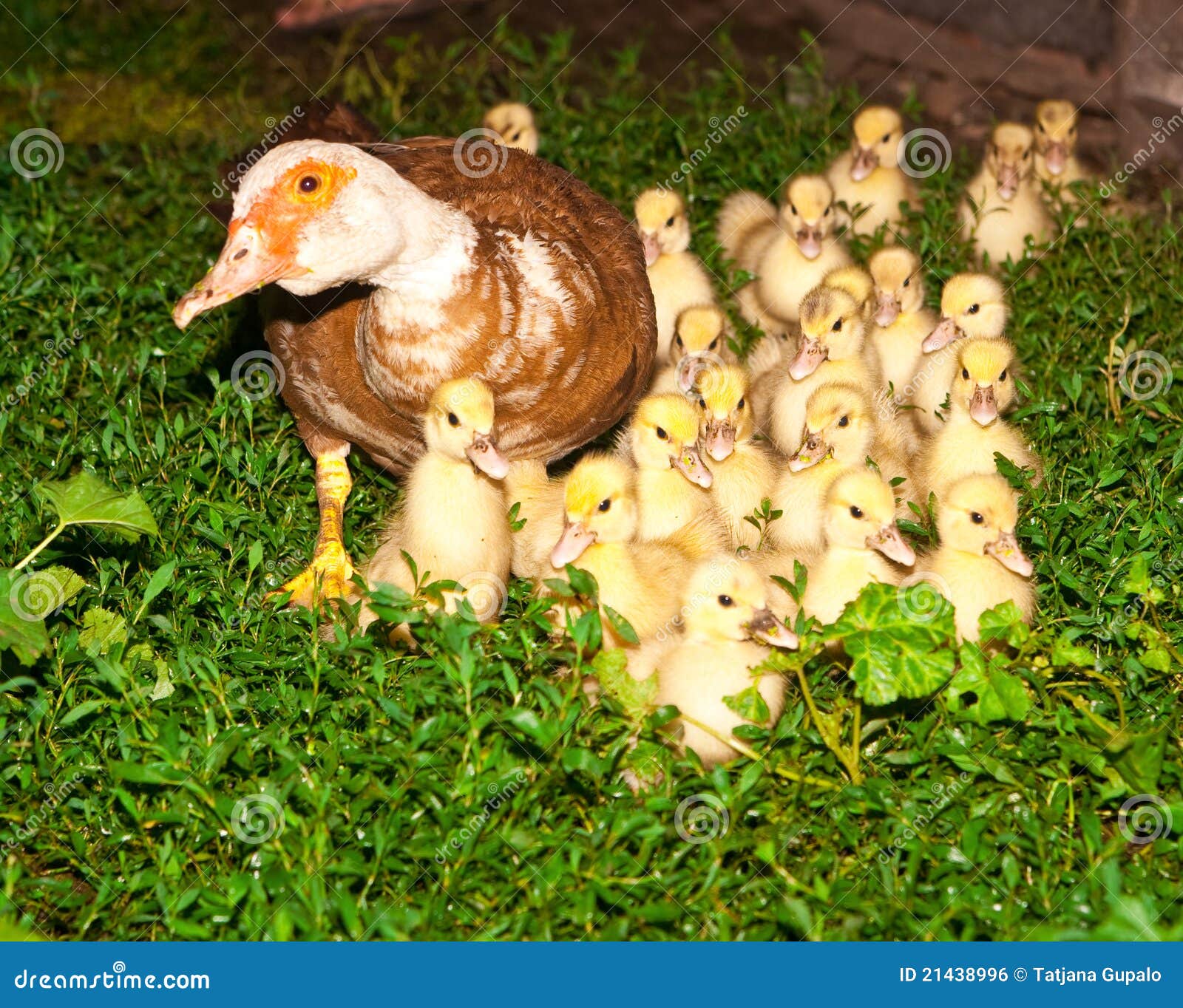 De eend van de muskus stock foto. Image of kijk, grond - 21438996