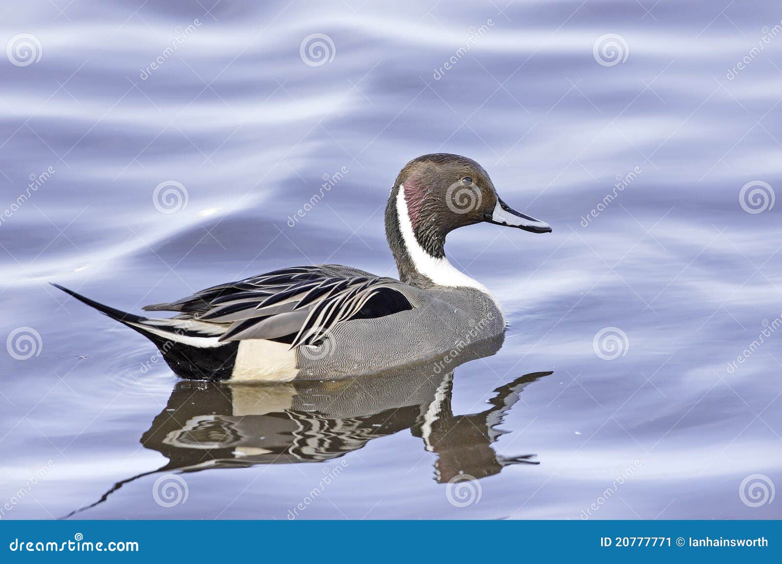 De Eend Van De Pijlstaart (acuta Van Ana) Stock Afbeelding - Image of ...